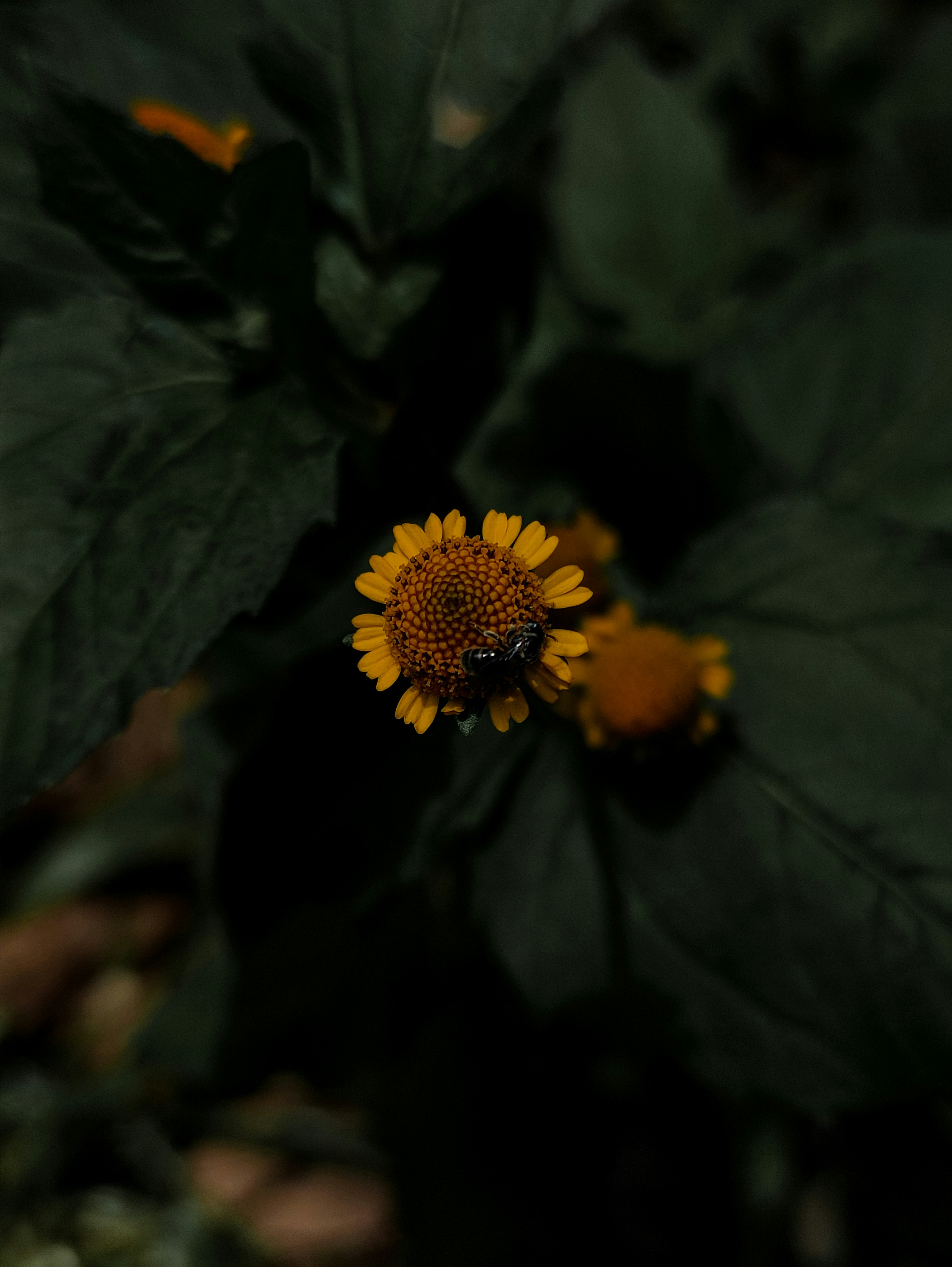 yellow sunflower in bloom during daytime