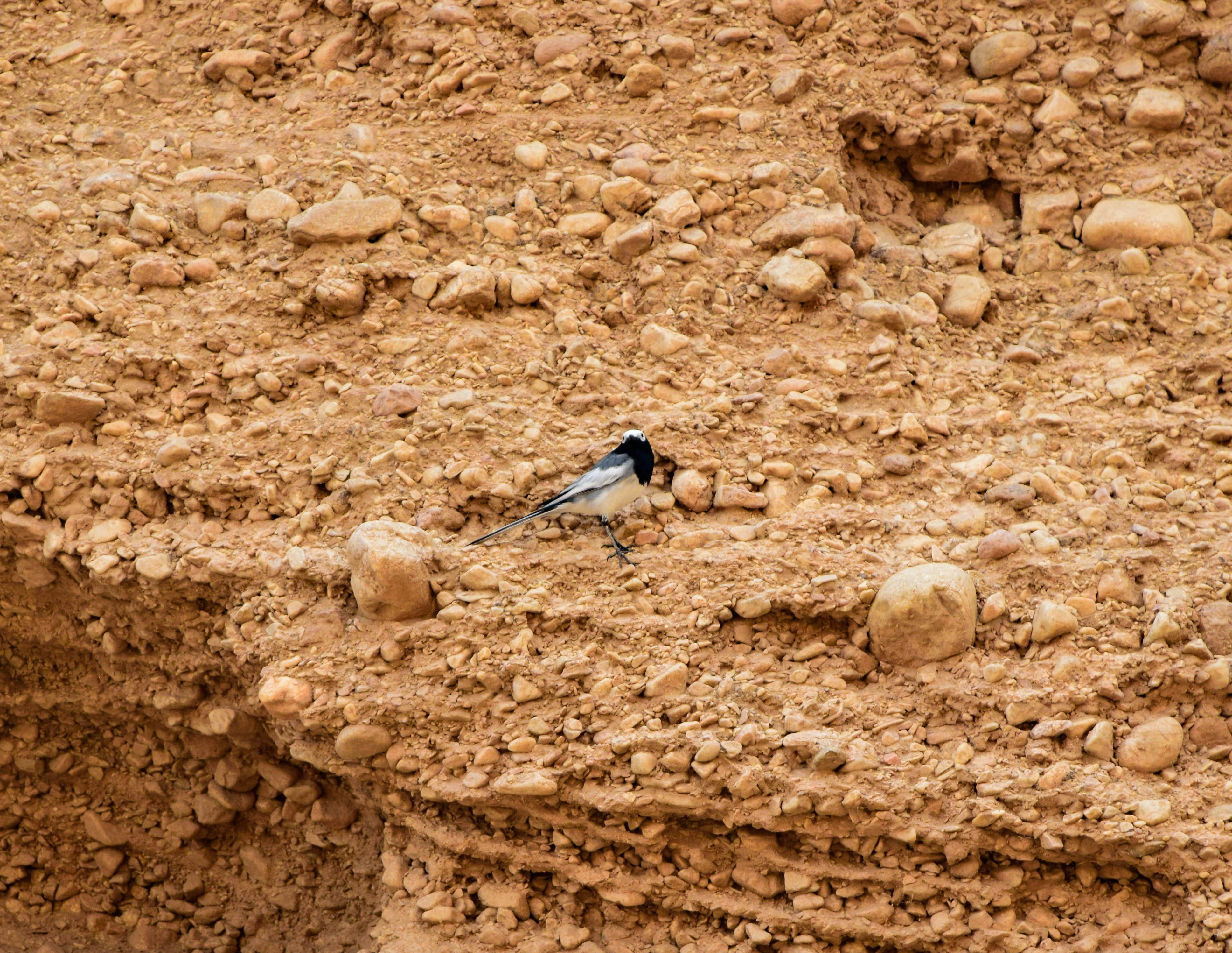 black and white bird on brown rock