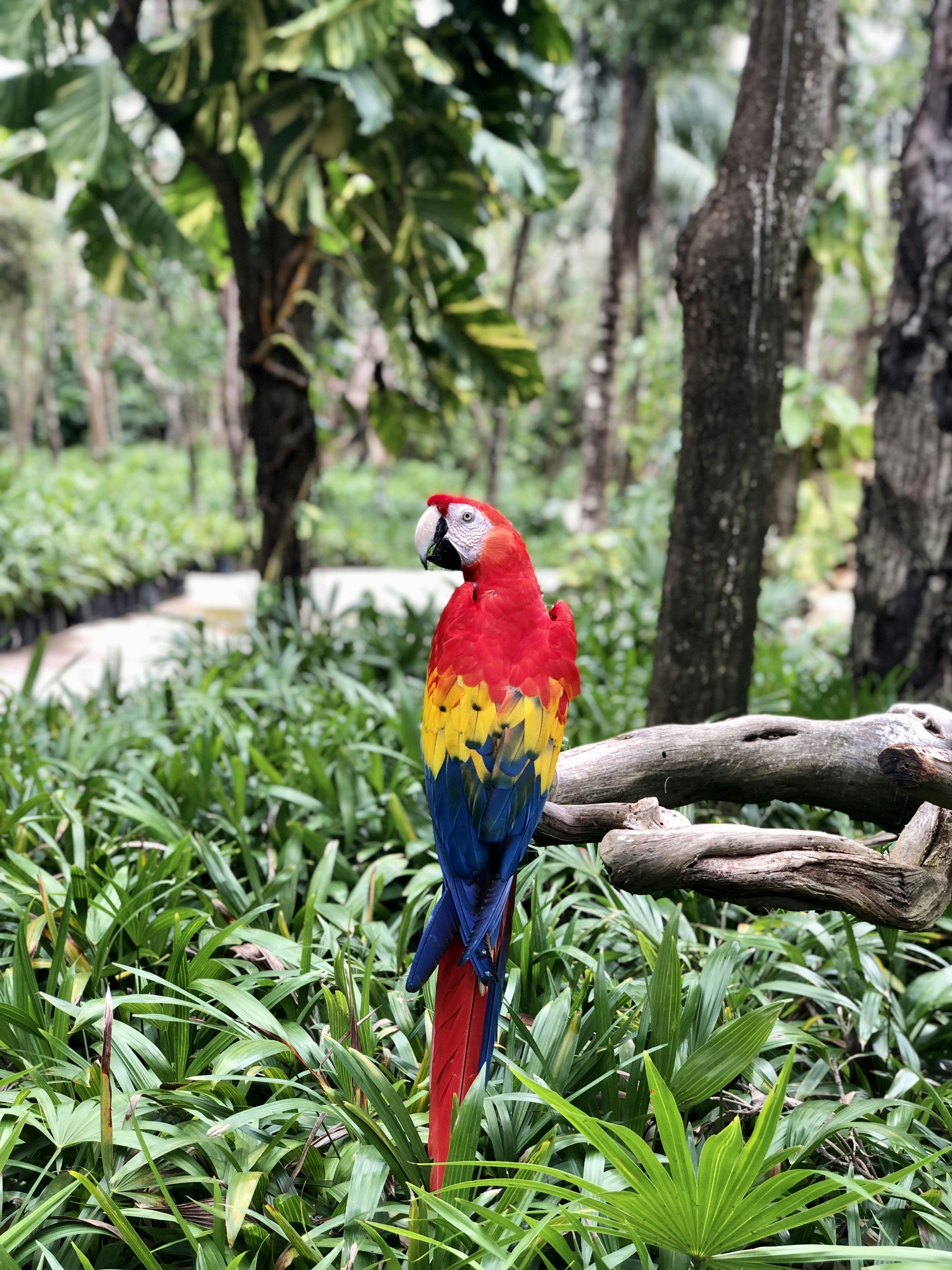 Scarlet Macaw on a Weathered Branch Amid Tropical Greenery