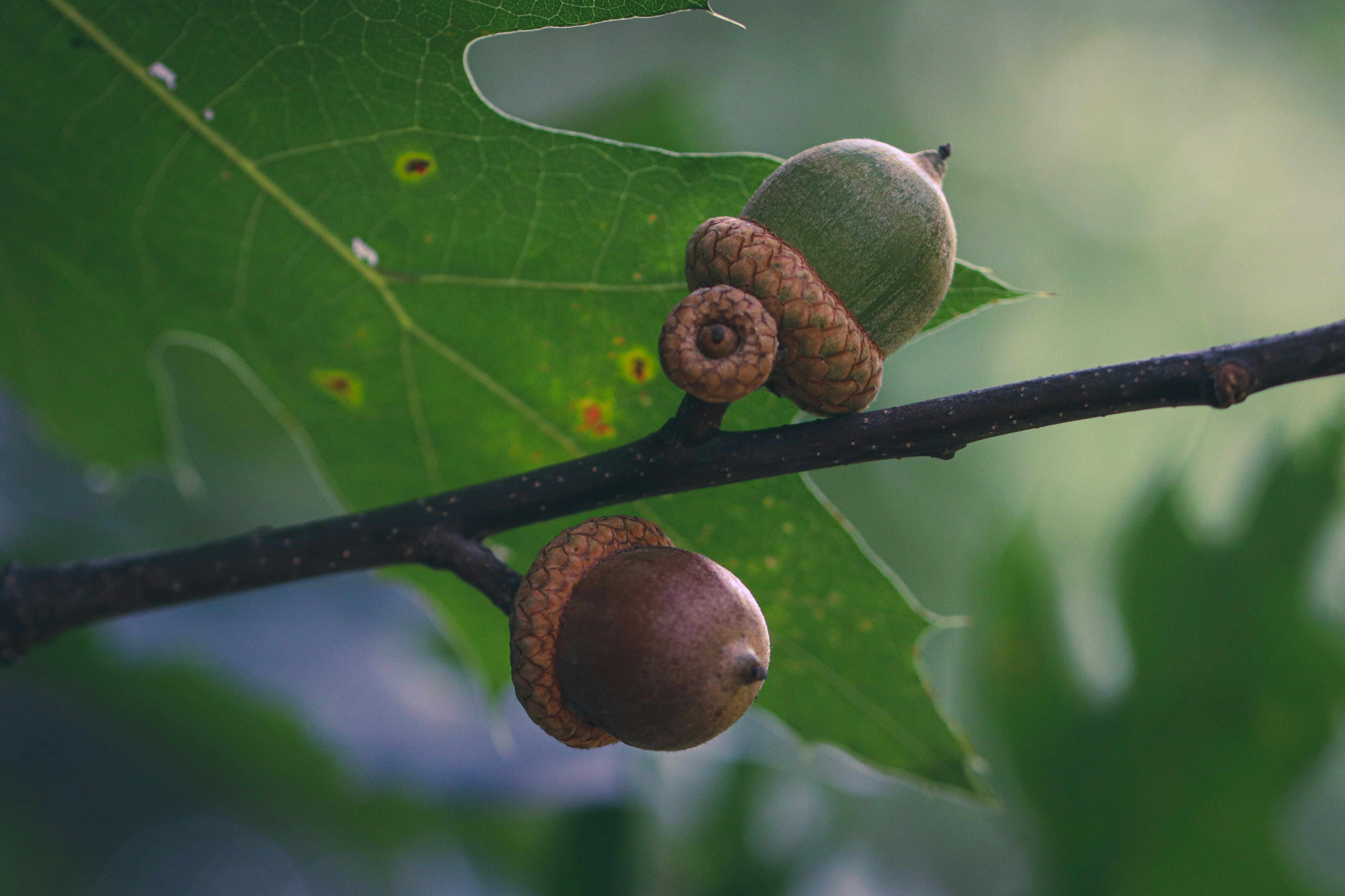 Two acorns nestled on a branch, surrounded by lush green leaves, showcasing the beauty of nature's growth cycle.