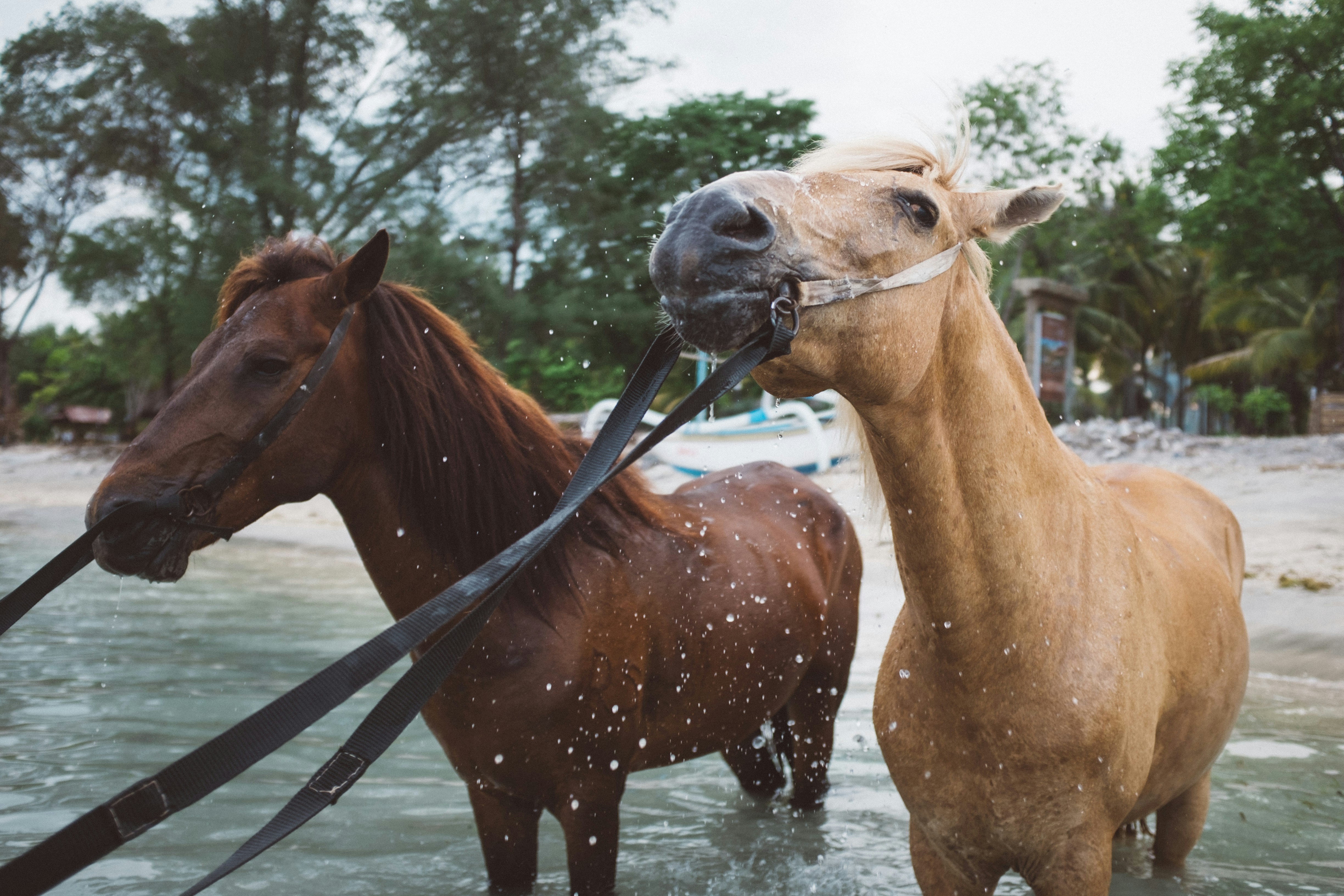 Horse photo shot on Fujifilm X100T