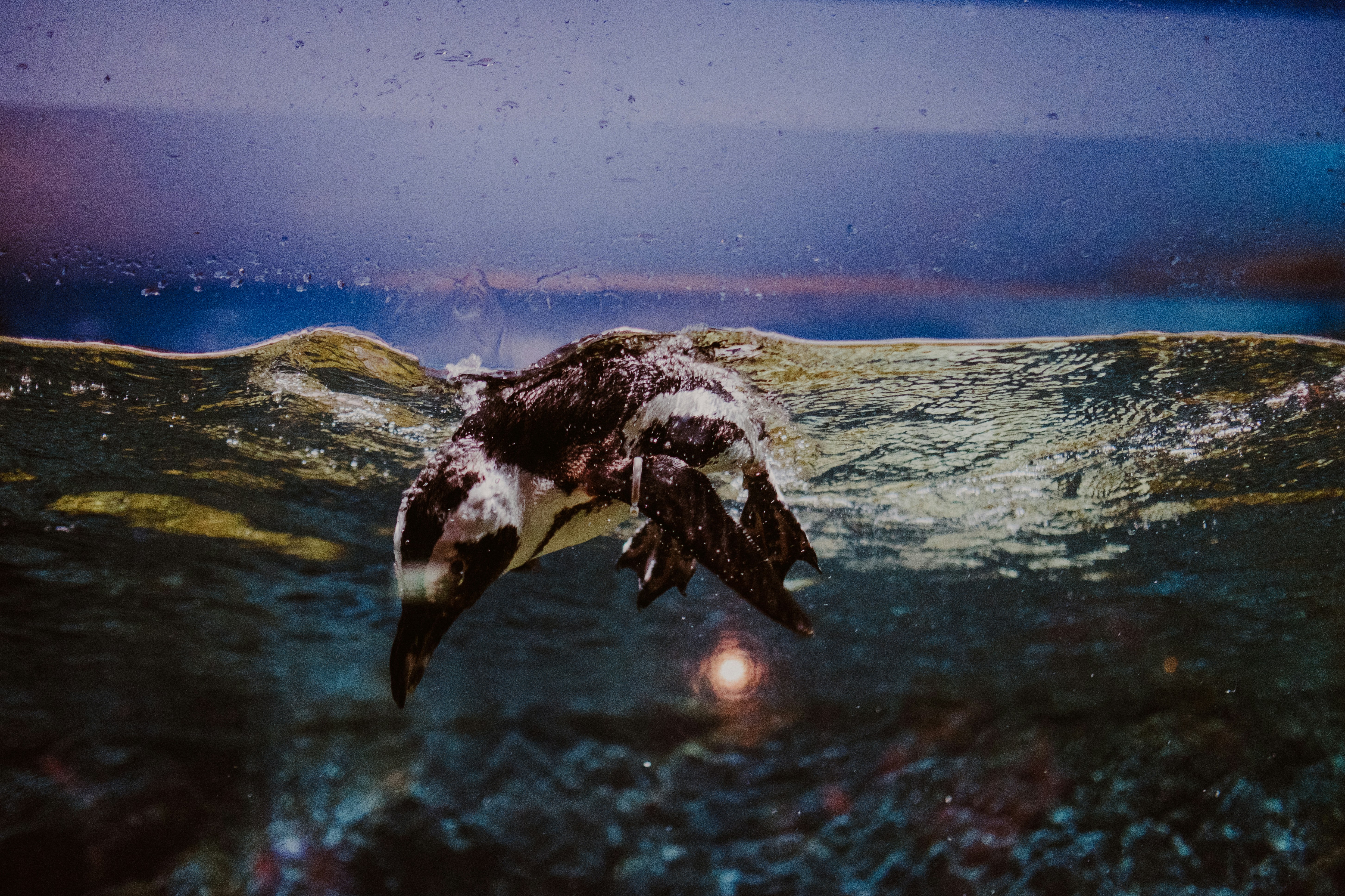 A penguin gracefully swims underwater, captured in motion as it breaks the surface of the water. The scene highlights the playful nature of these birds in their aquatic habitat.