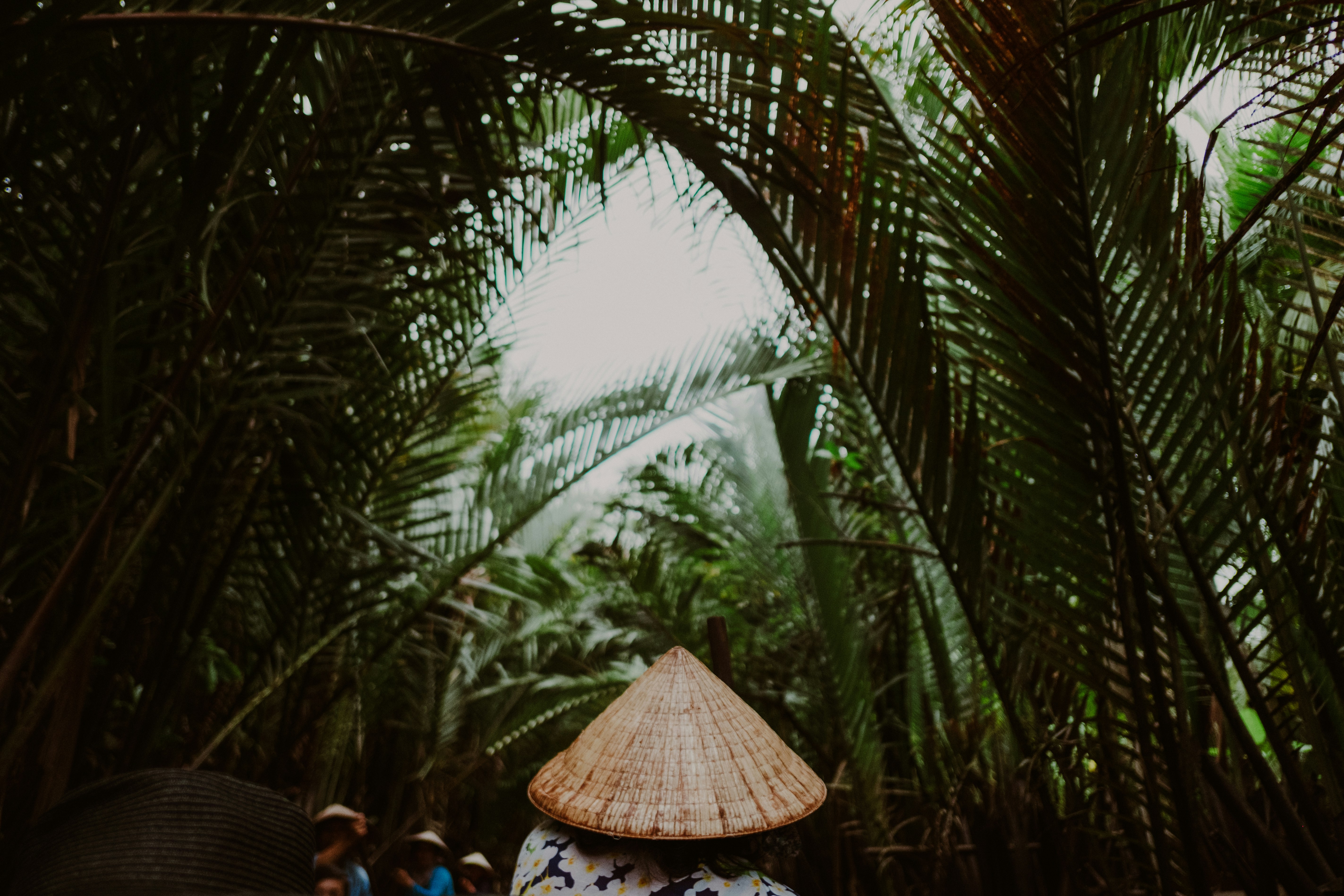 A figure in a conical hat navigates a dense tropical landscape, surrounded by towering palm fronds. The scene evokes a sense of exploration and tranquility.