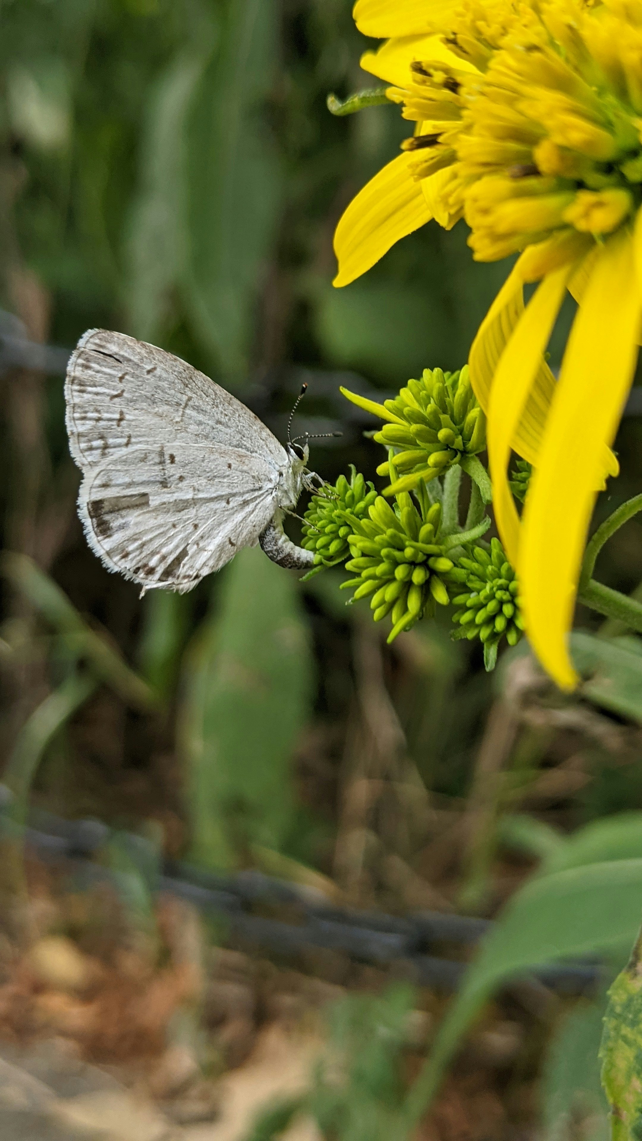 Grey Hairstreak Perched on a Sunlit Yellow Bloom: A Quiet Macro Portrait