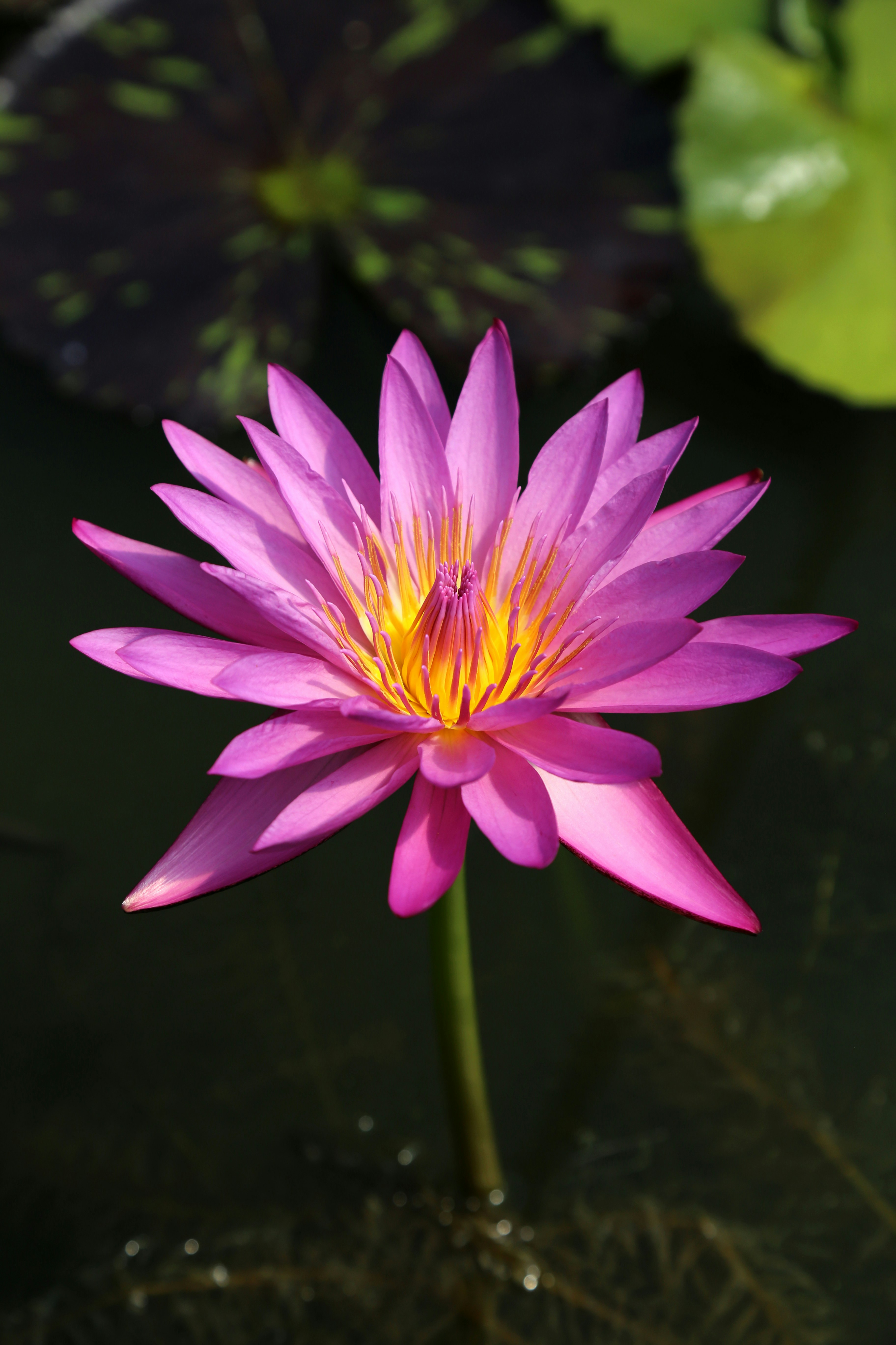 Vibrant pink lotus flower rising from dark waters, showcasing intricate petals and a striking yellow center.