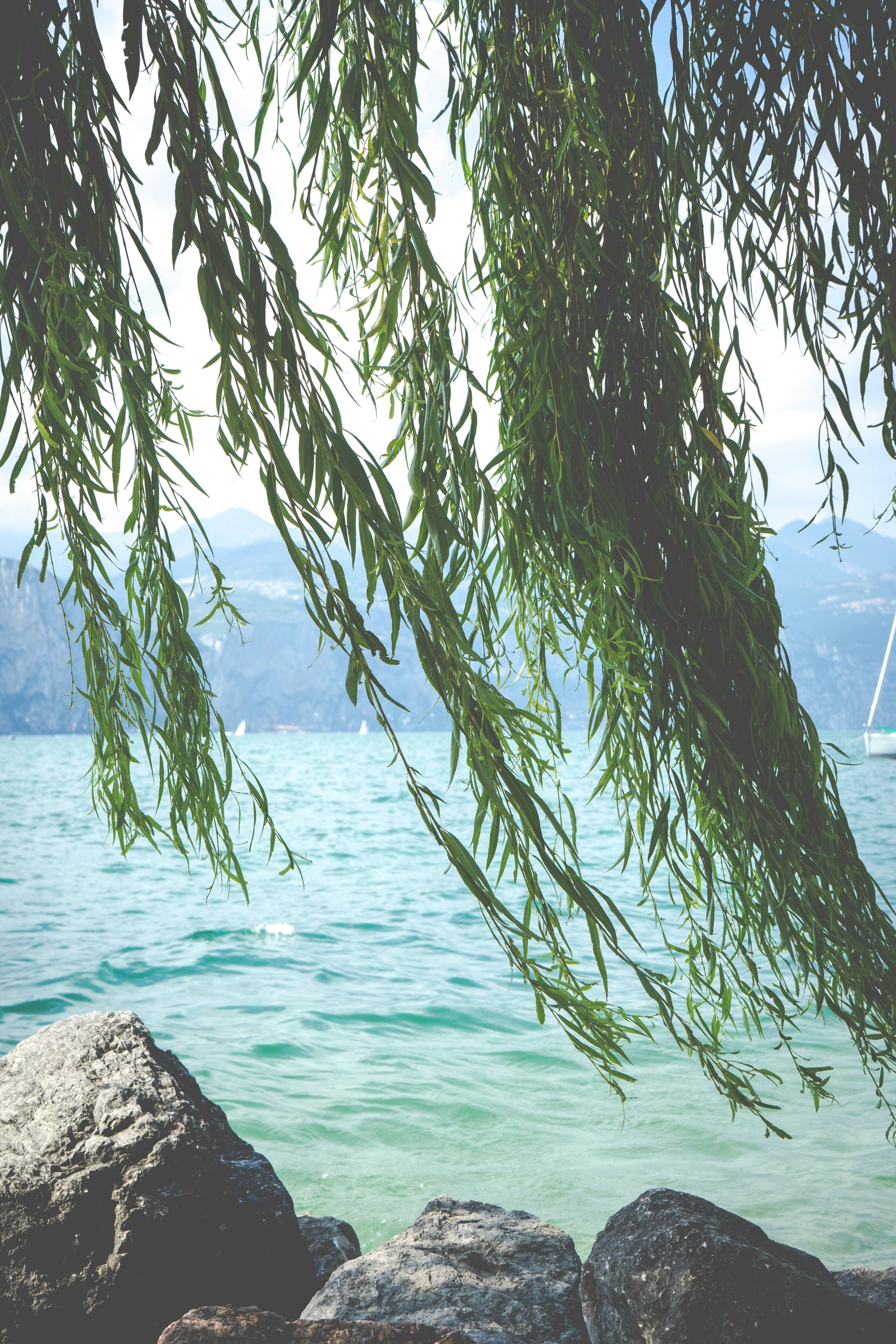Green tree near body of water during daytime photo – Free Italien Image ...