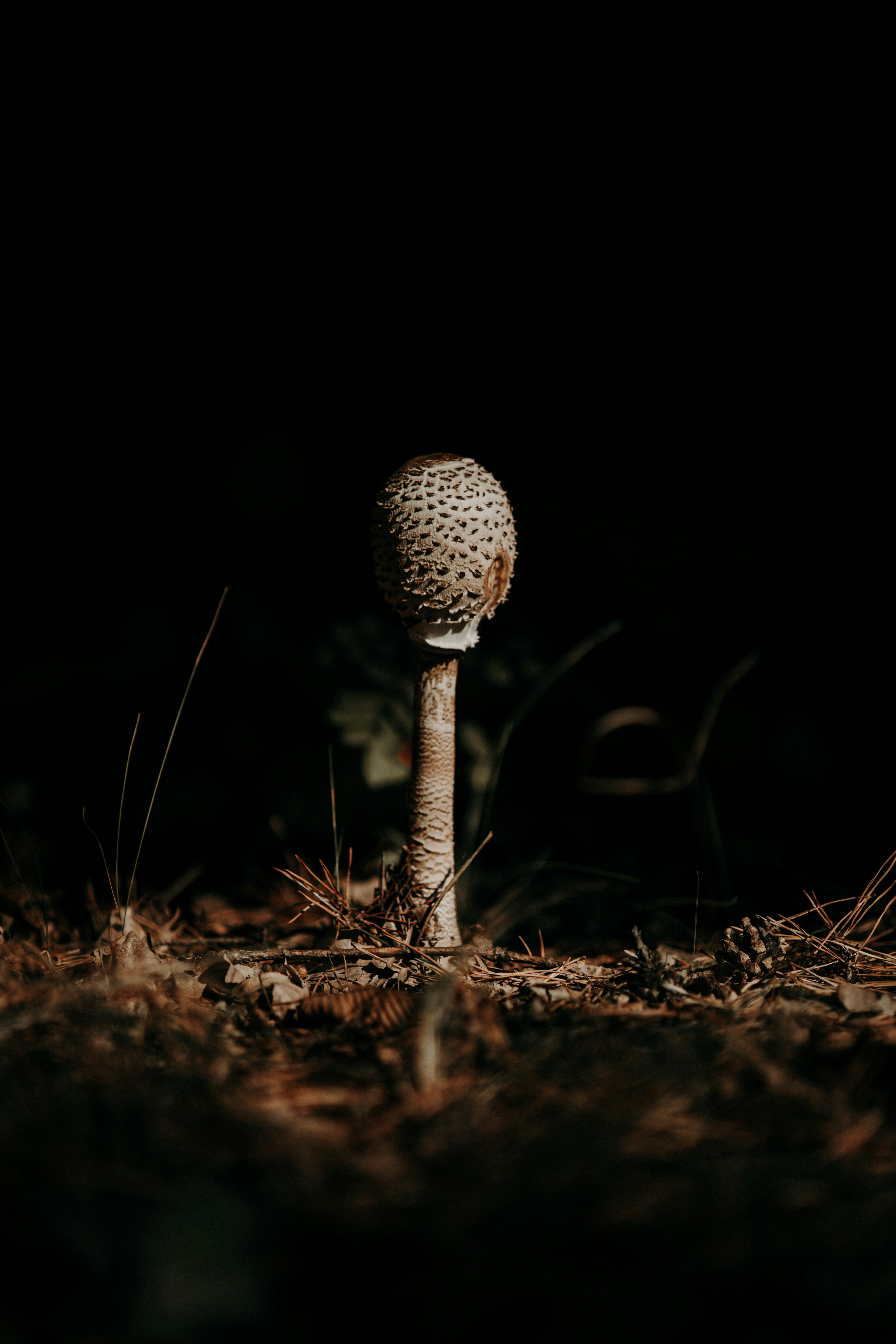 Lone Fungal Sentinel Aglow in Midnight Soil