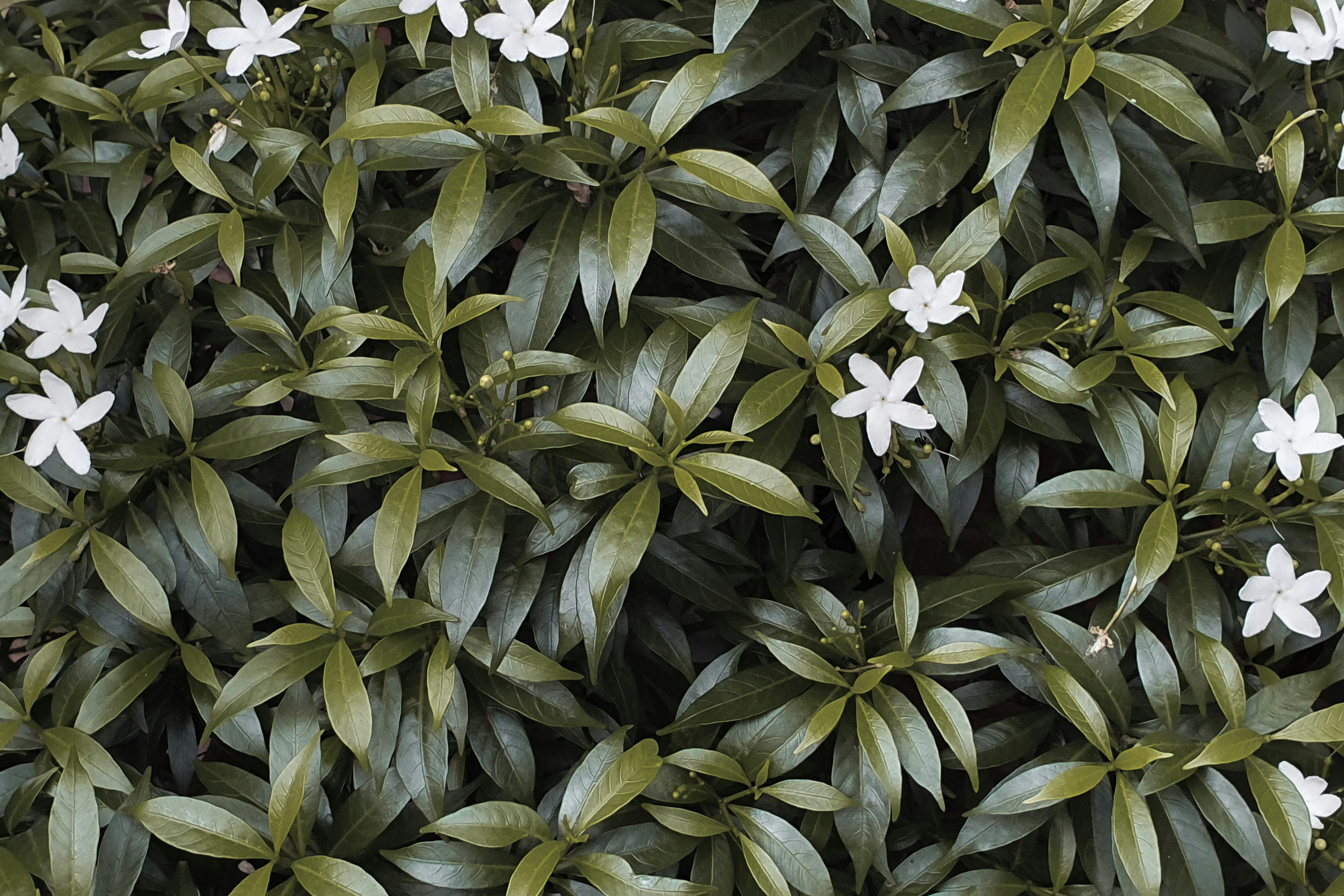 white flowers with green leaves