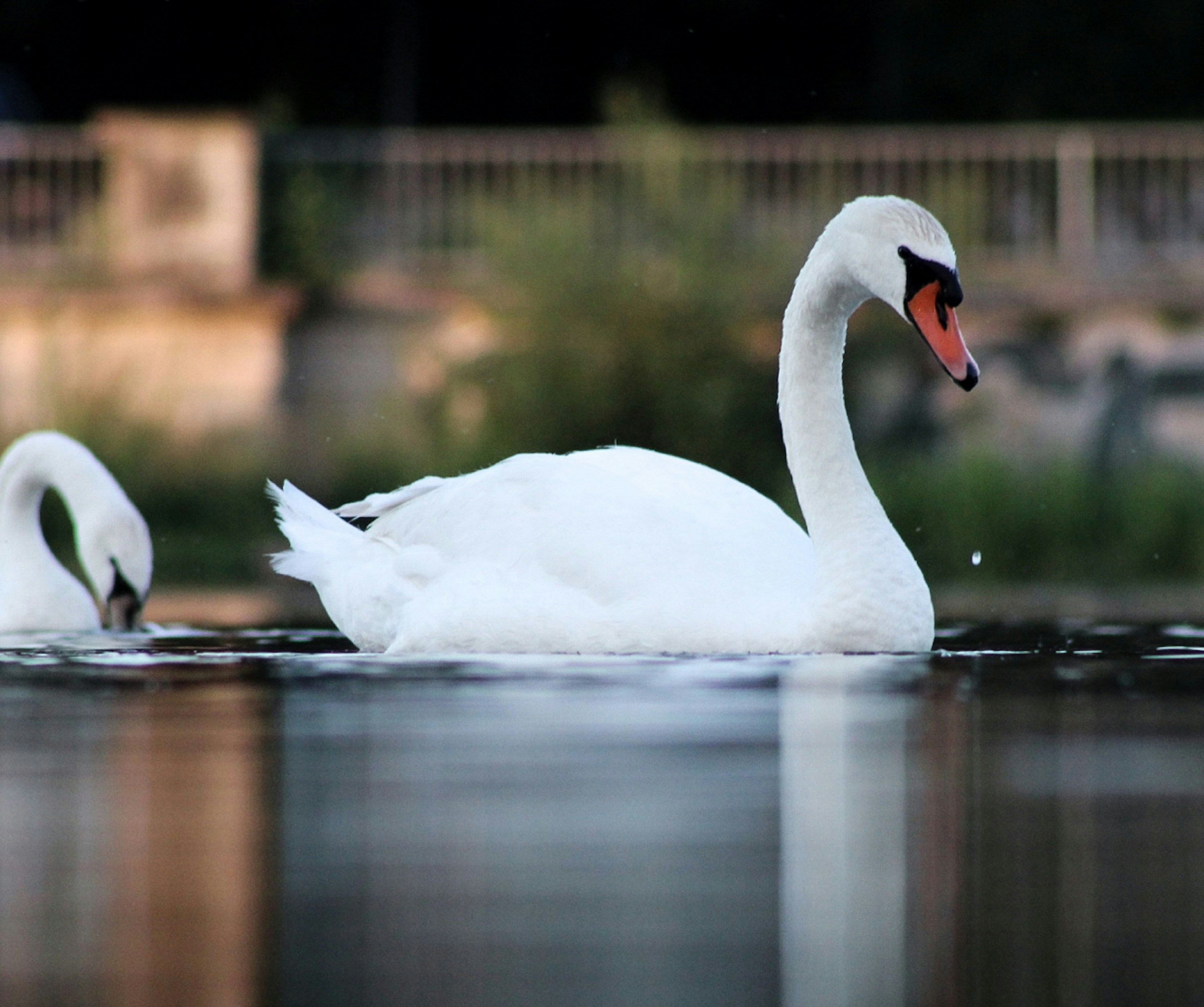 white swan on water during daytime