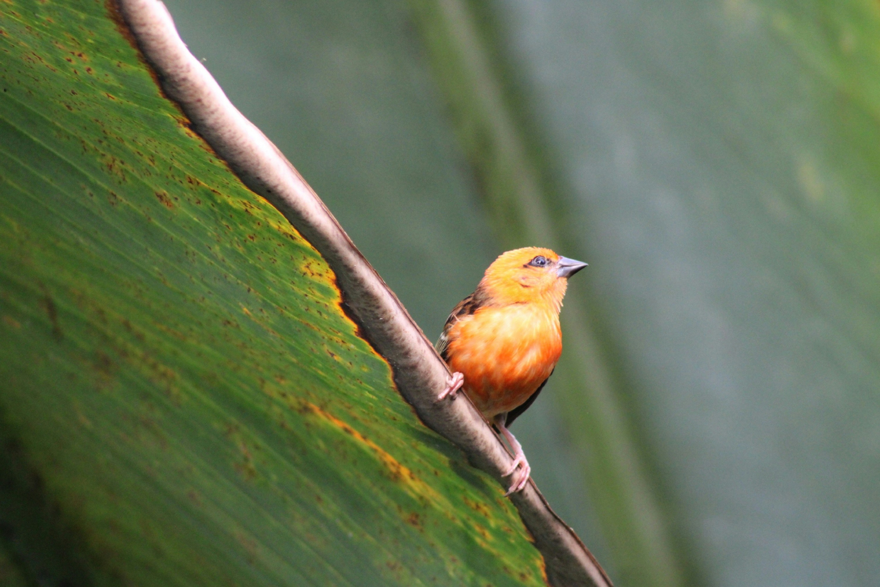 Diagonally Poised Ember: An Orange Bird Among Tropical Greens