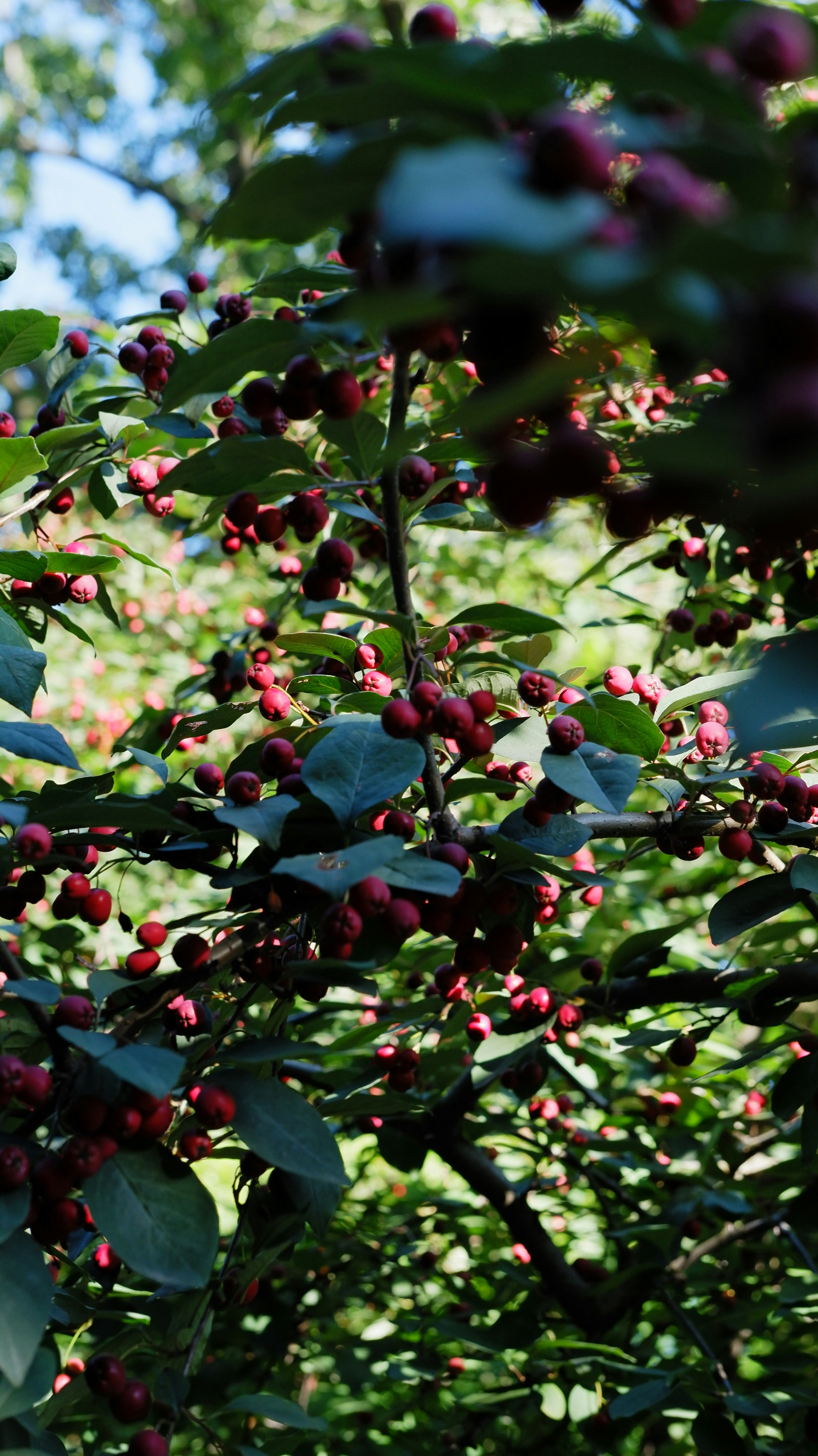 Red round fruits on green tree during daytime photo – Free Plant Image ...