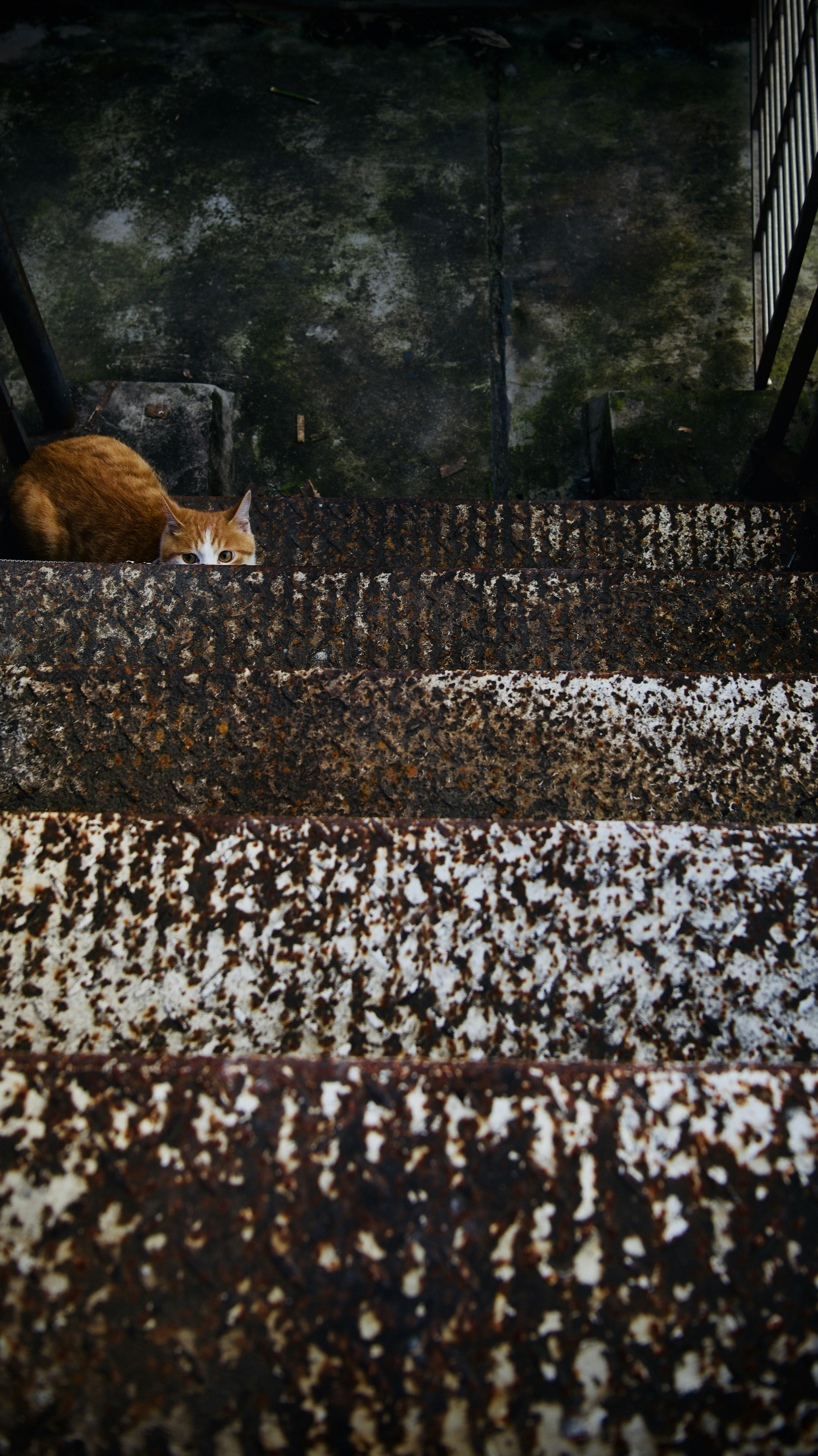 Rust and Quiet: An Orange Cat Peeks Over Weathered Steps