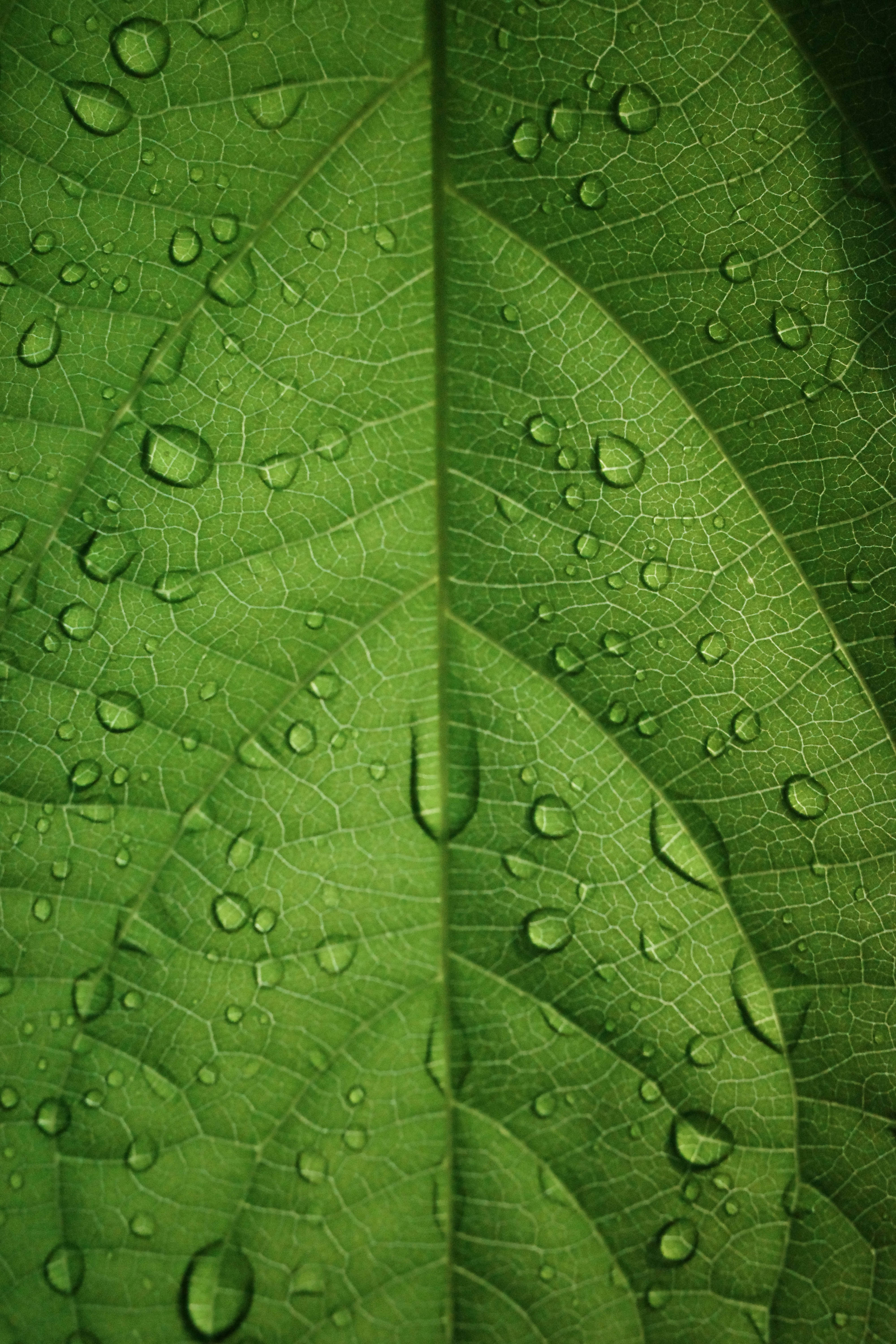 Vertical Vein in vibrant green: a close-up of leaf texture and dew