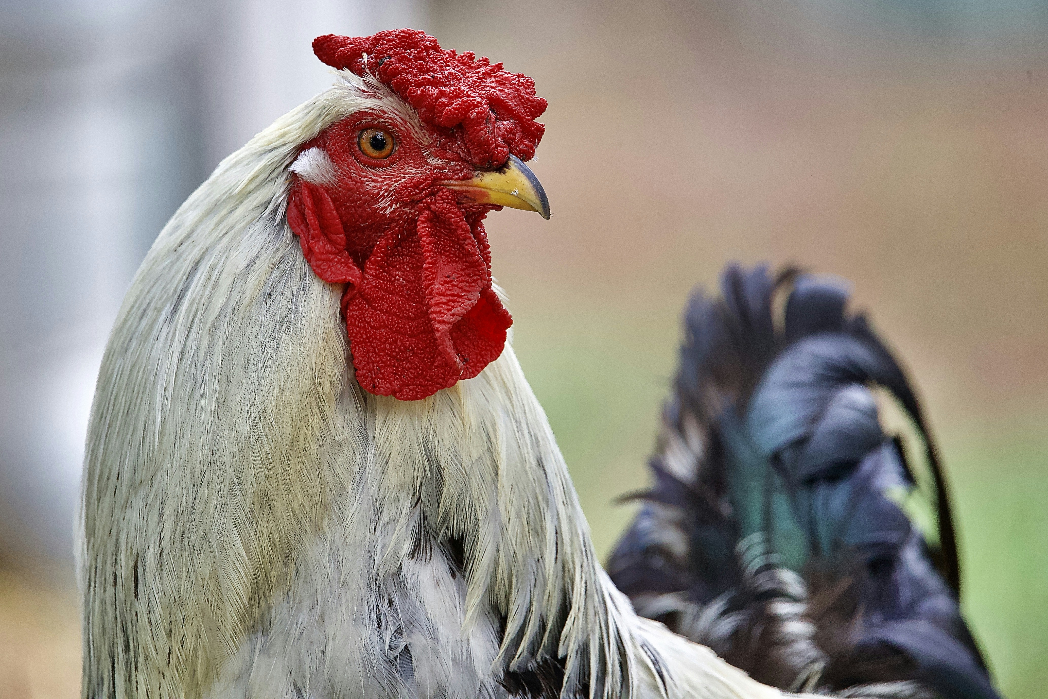 White and red rooster in close up photography photo – Free Black Image ...