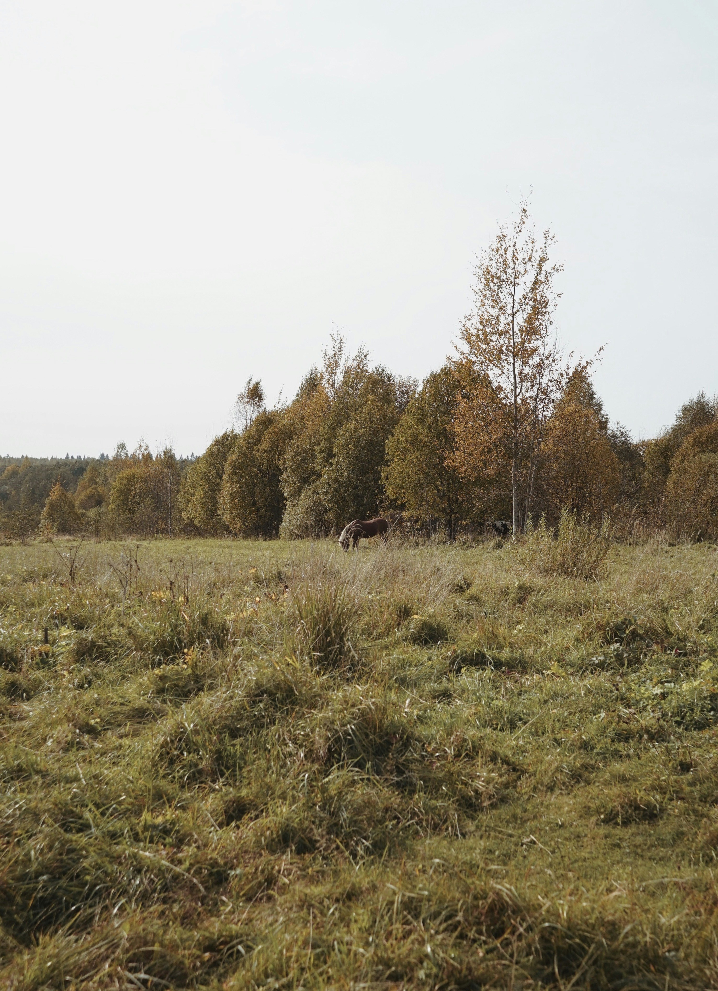Autumn Meadow Reverie: A Horse Grazing by the Tree Line
