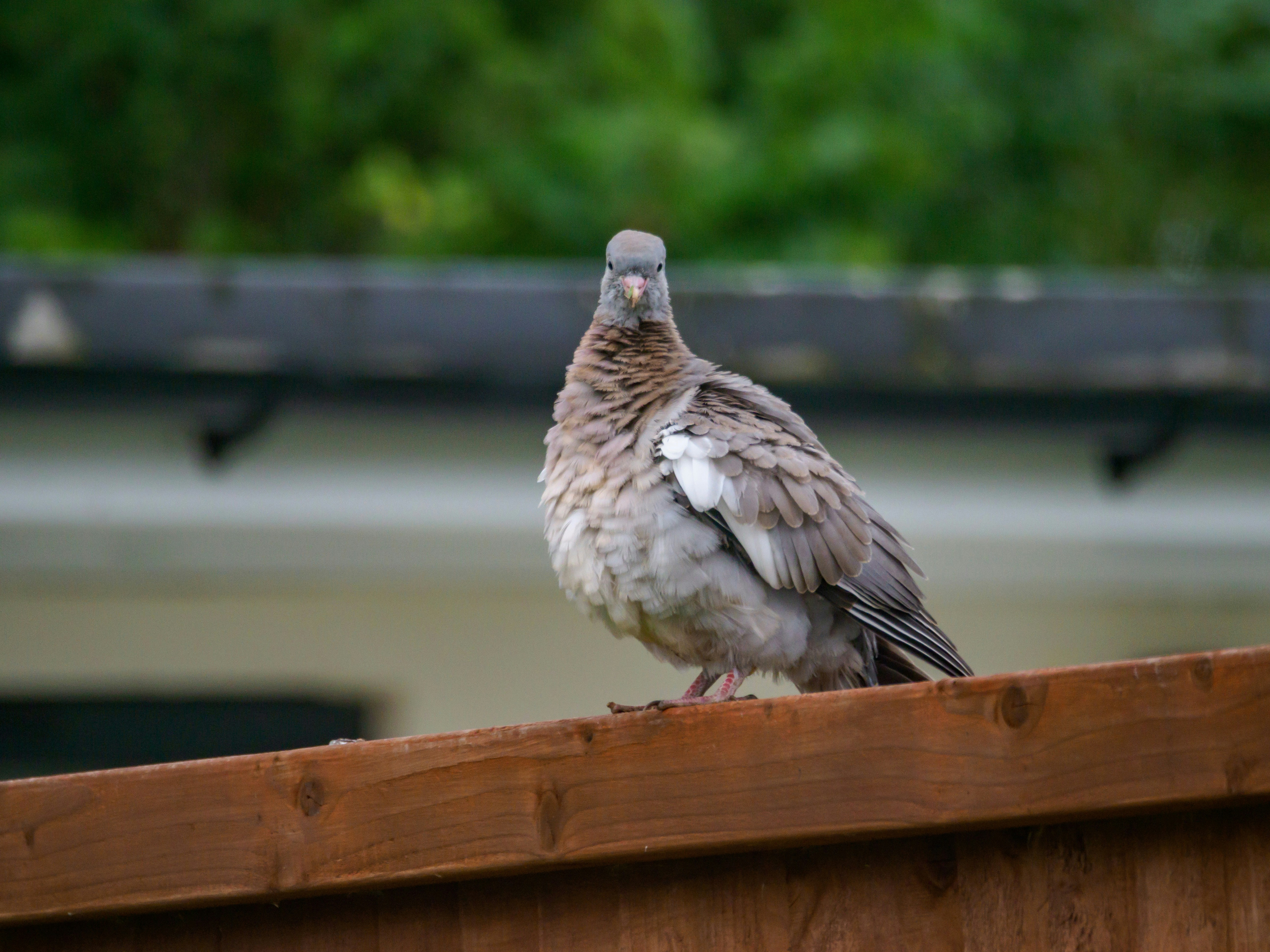 Urban Sentinel: Pigeon Portrait on a Weathered Fence