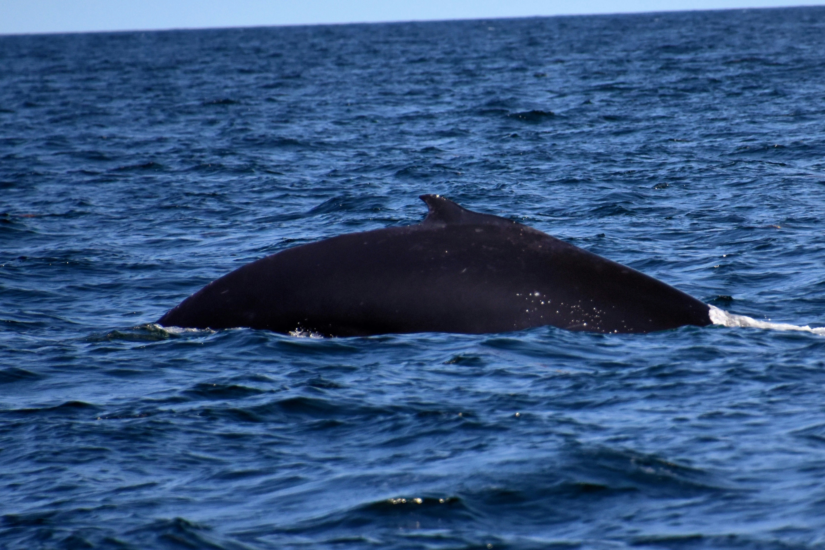 Foto Ballena negra en el mar azul durante el día – Imagen Canadá gratis ...