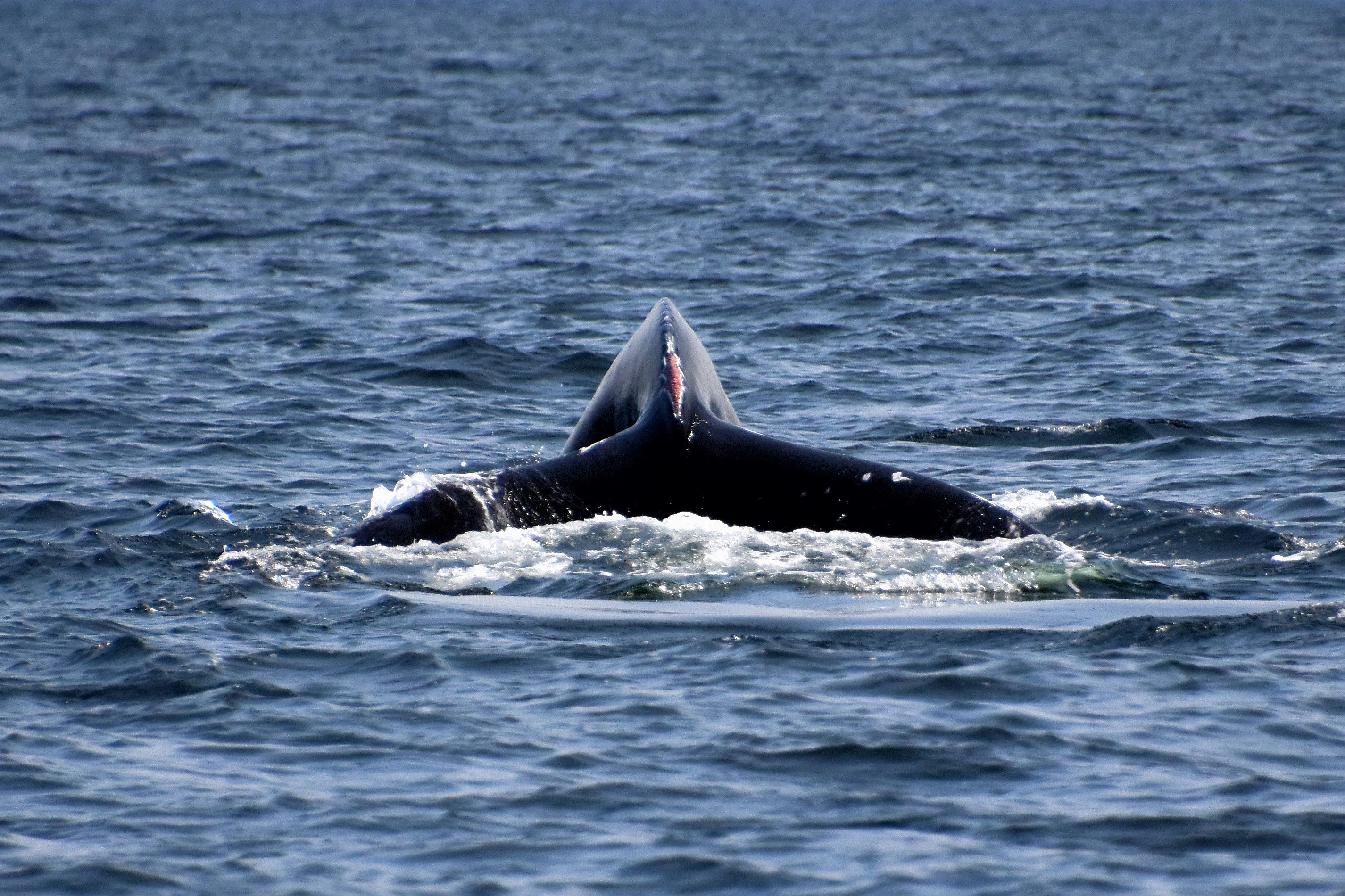 Ballena negra en medio del mar foto – Imagen de Canadá gratuita en Unsplash