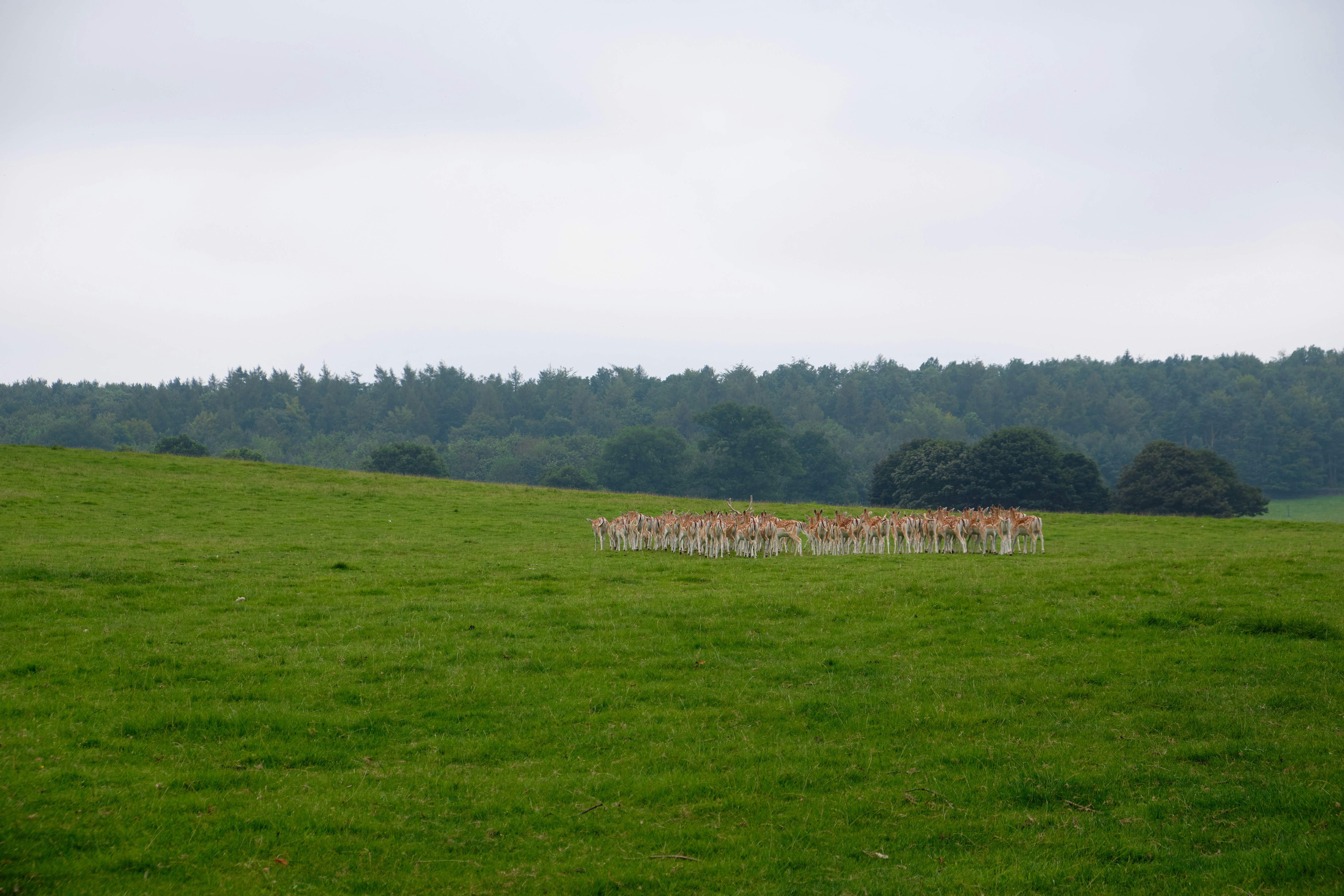 Deer at Chatsworth House, UK.