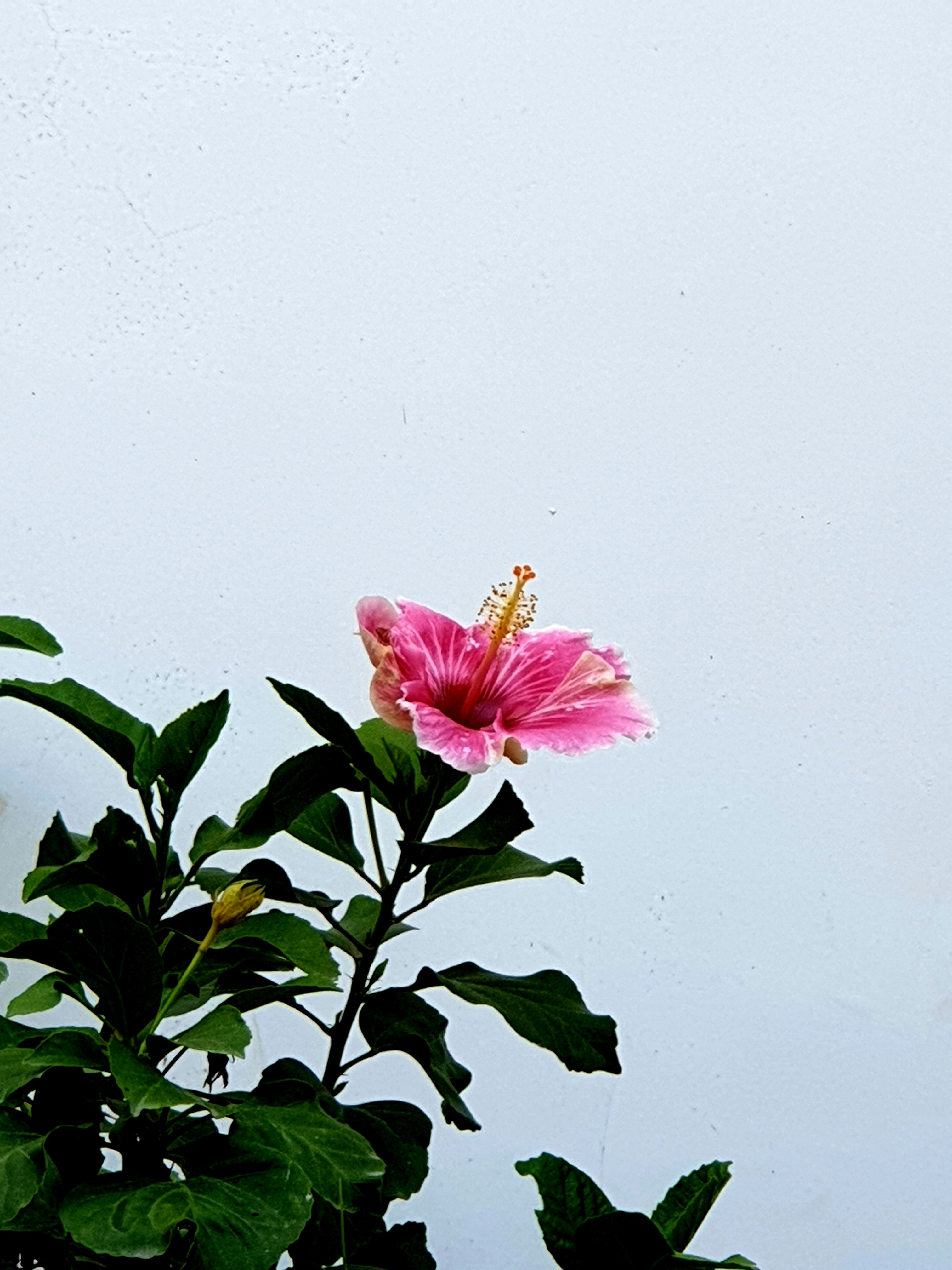 Pink Hibiscus on a Pale Sky Canvas