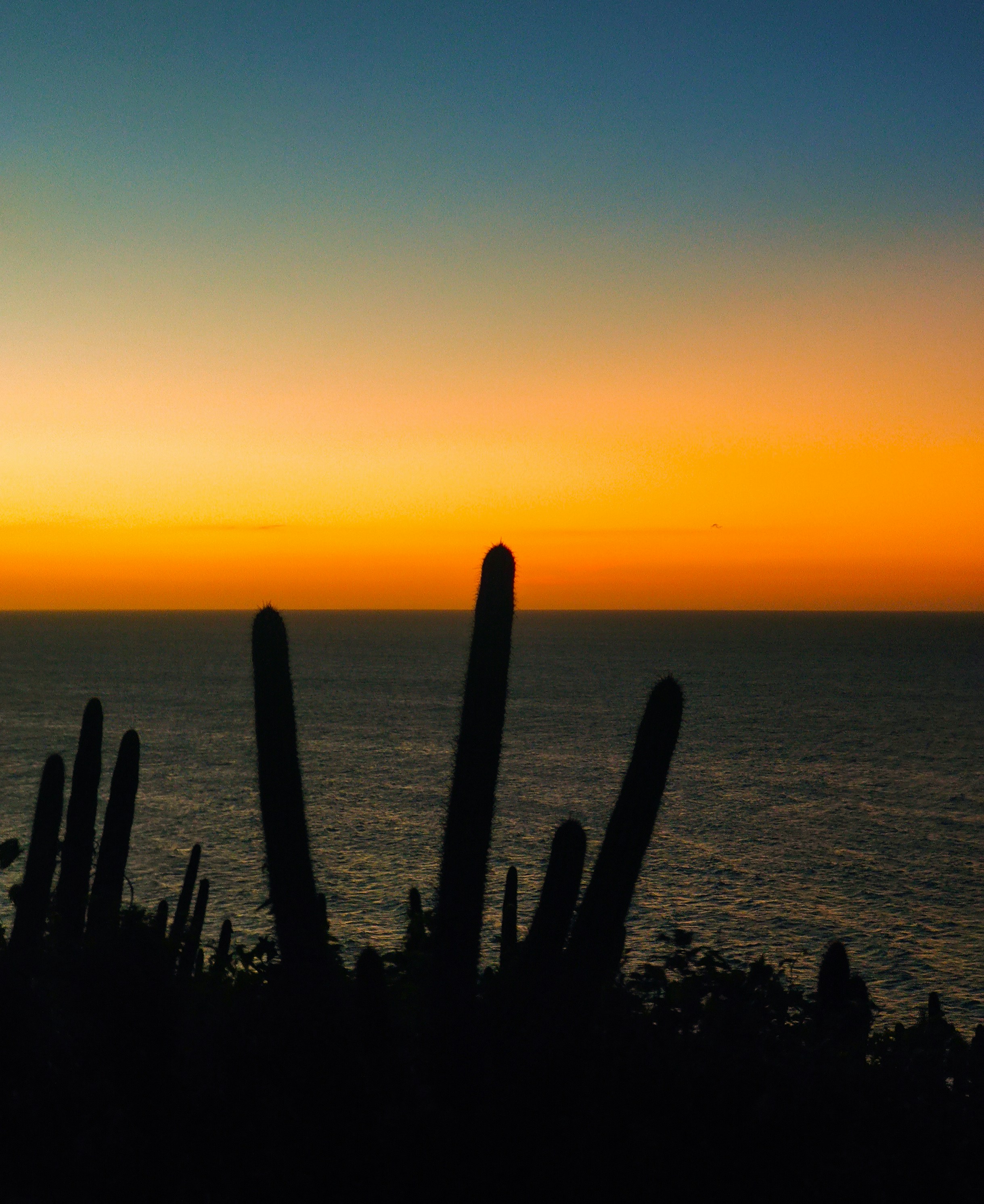 Silhouetted Cacti at Sunset Over Calm Seas
