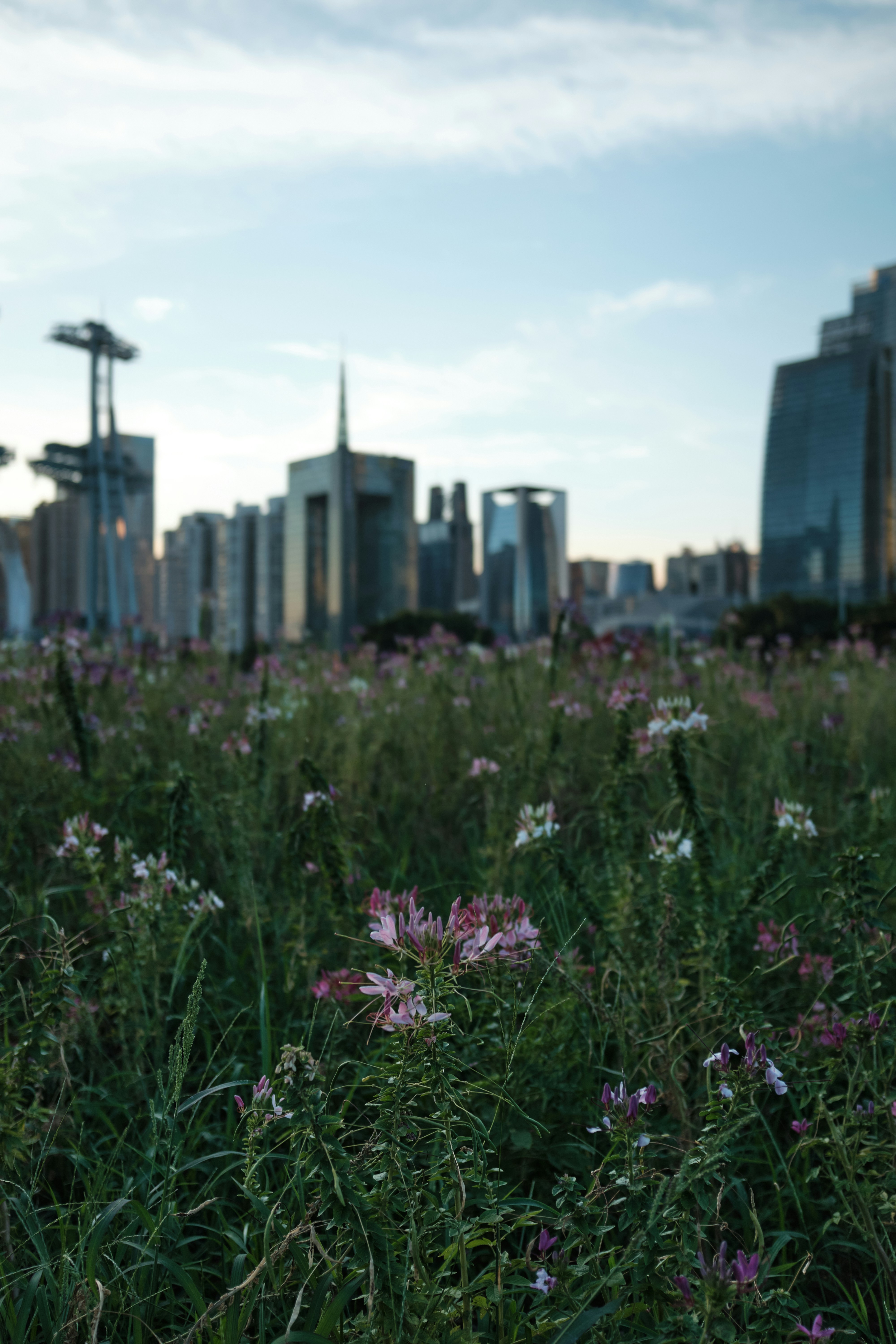 Urban Meadow: Wildflowers Bloom at the Edge of the Skyline
