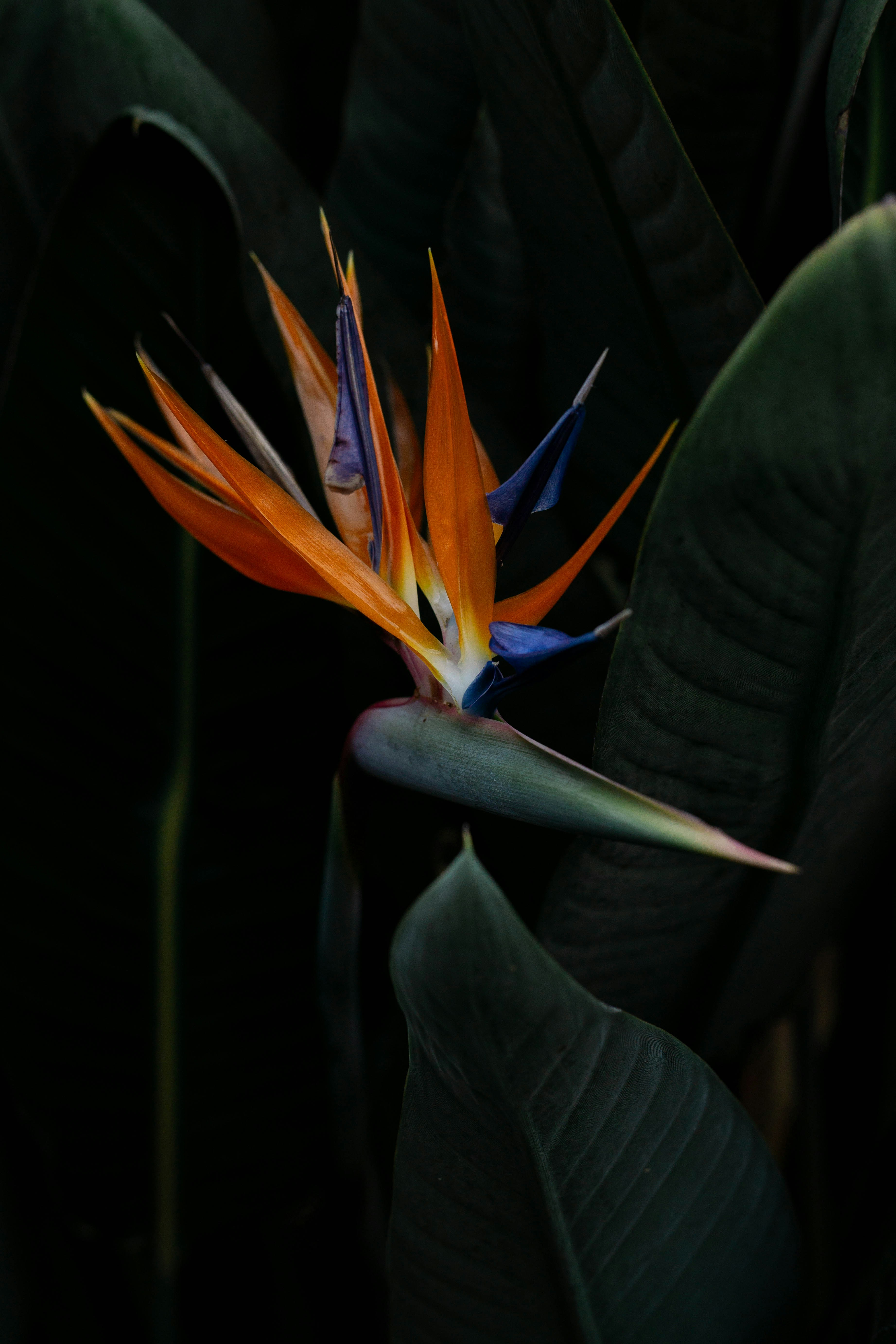 Vibrant Bird of Paradise flower emerging from lush green foliage, showcasing its striking colors and unique shape.