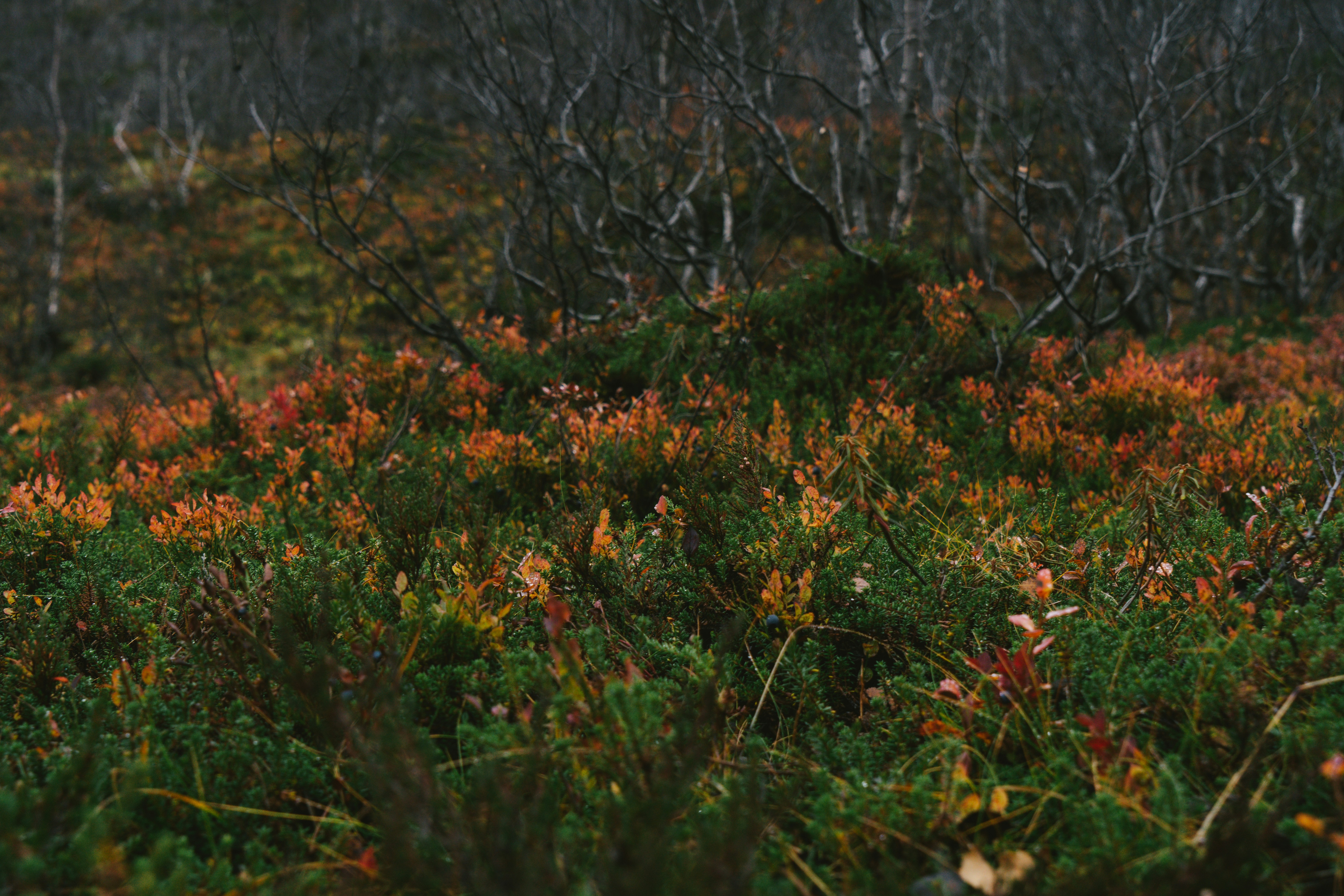 Colorful autumn foliage carpet under bare trees in a tranquil forest setting.