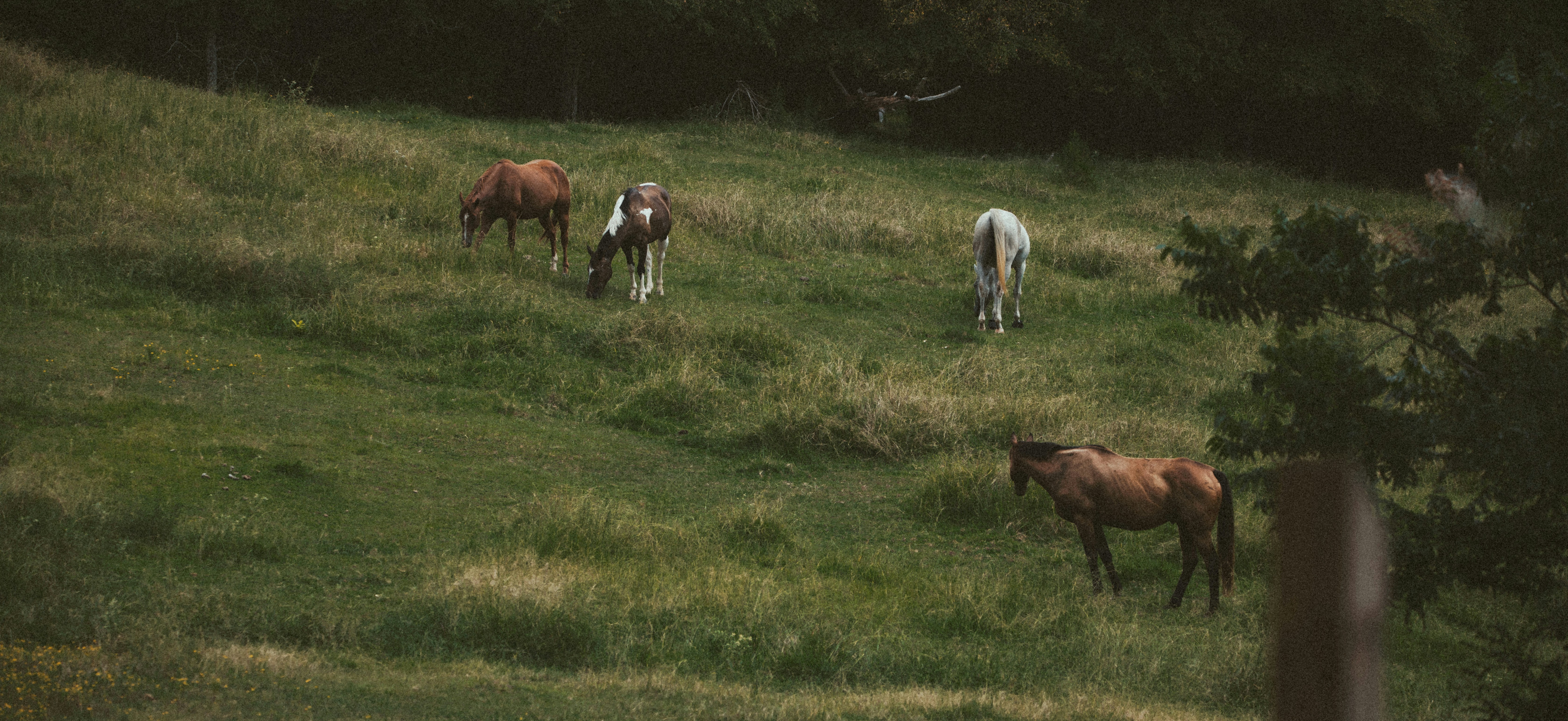 Four horses grazing peacefully in a lush green field, surrounded by gentle hills and trees. The scene captures the essence of rural life.