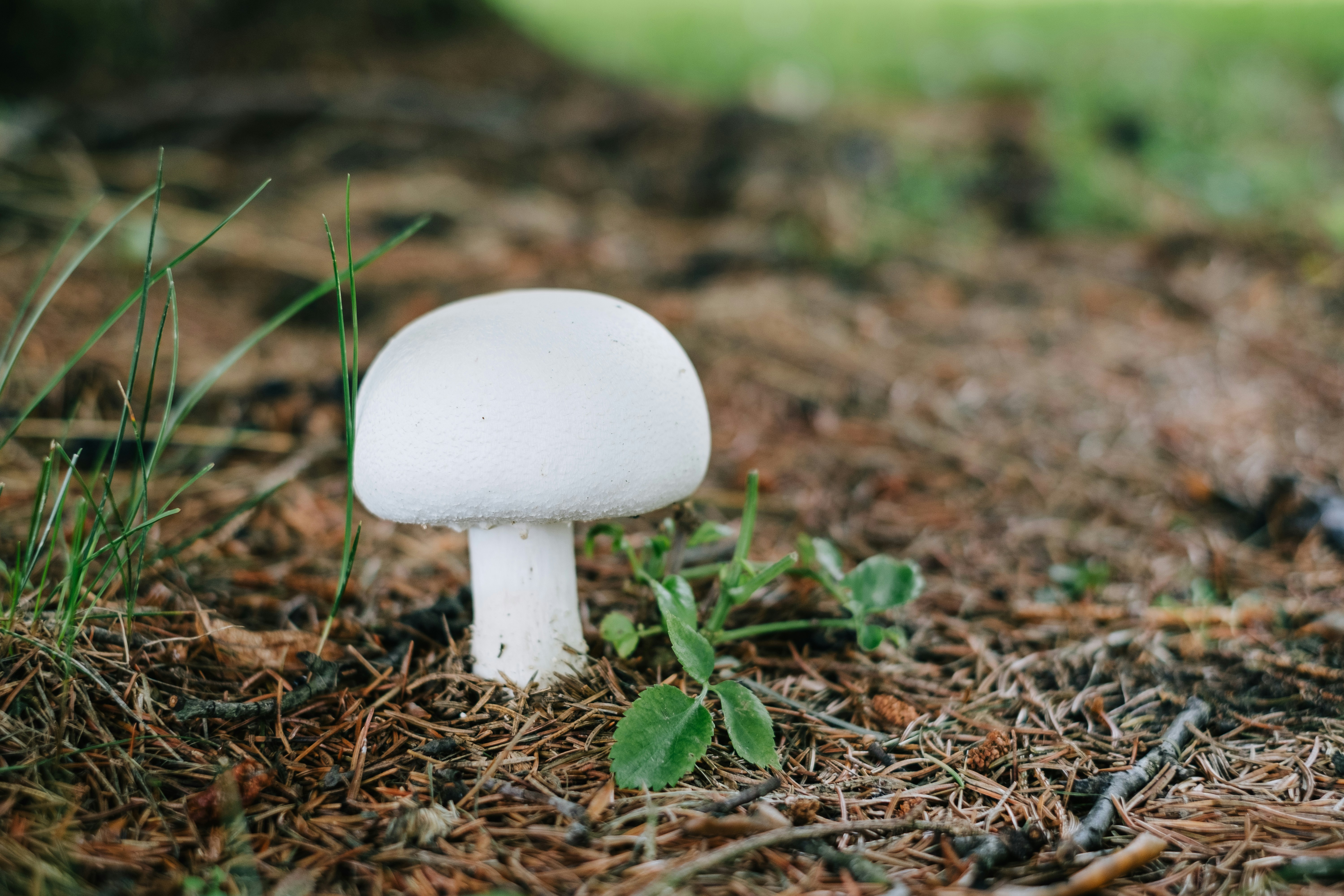 Lone White Mushroom Rising from a Pine Needle Mosaic
