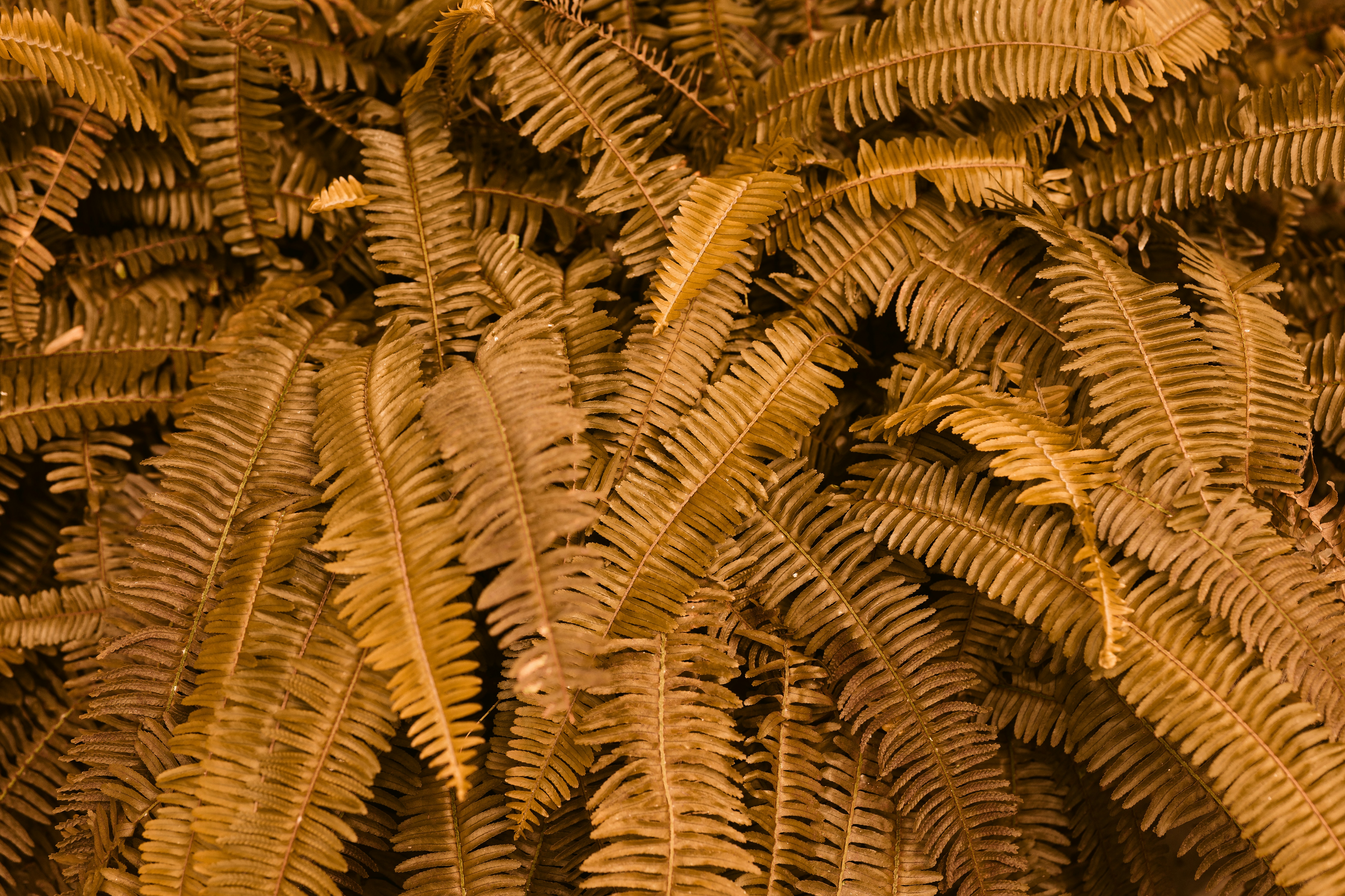 ferns, but gold