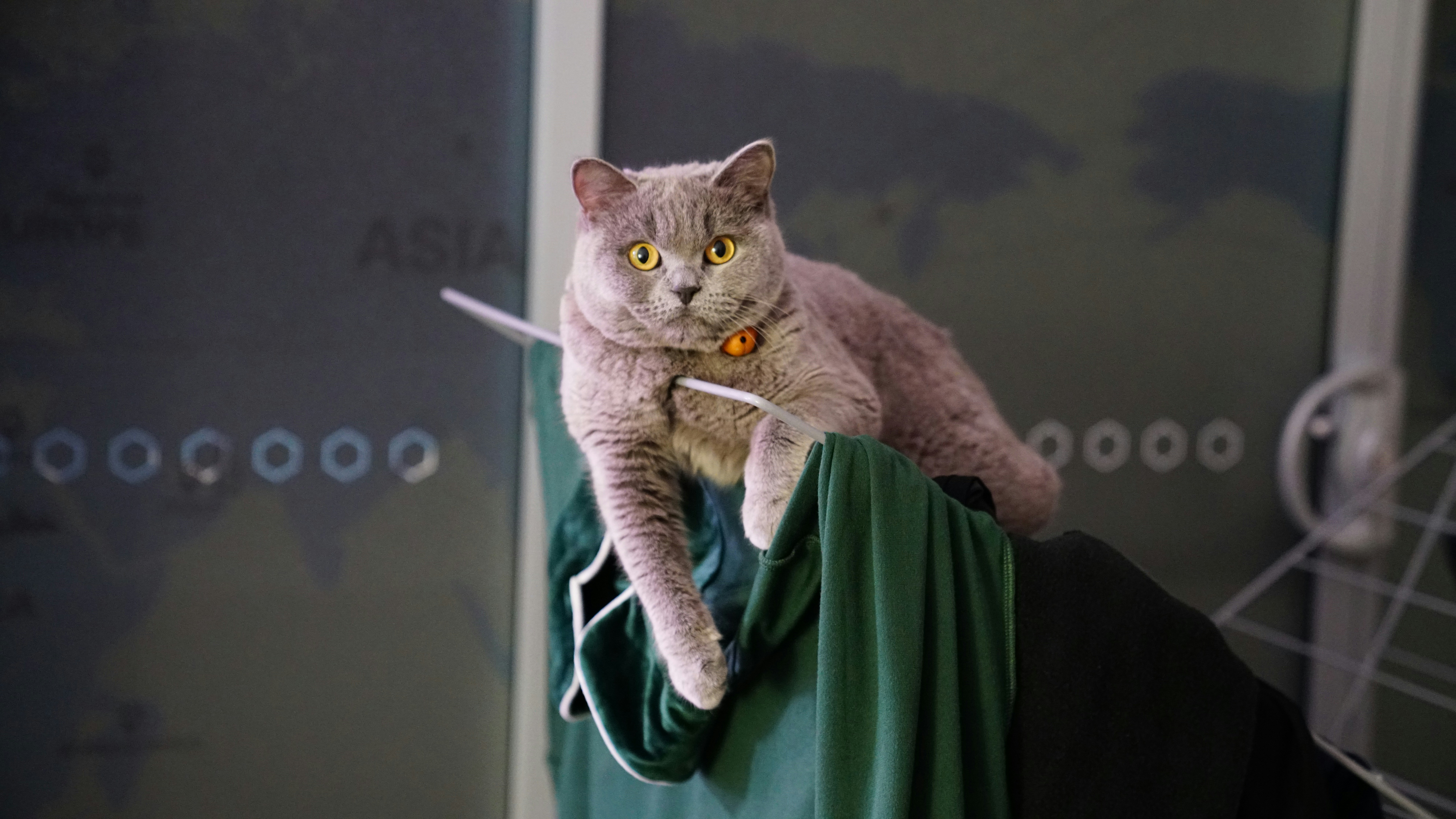 Wardrobe Summit: A Gray Cat Commands the Clothes Rack