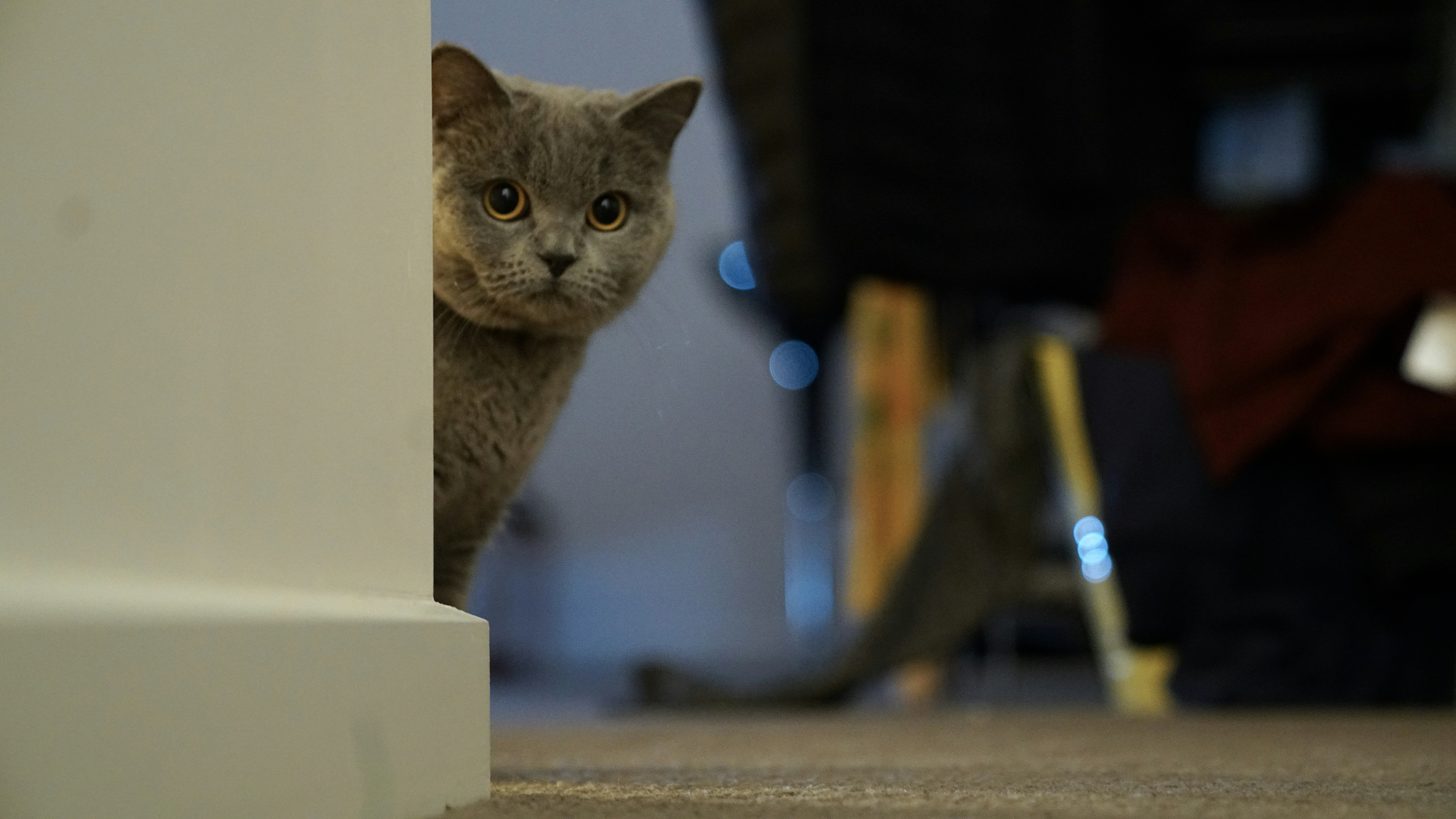Gray cat peering around a corner, showcasing its inquisitive nature in a cozy indoor setting.