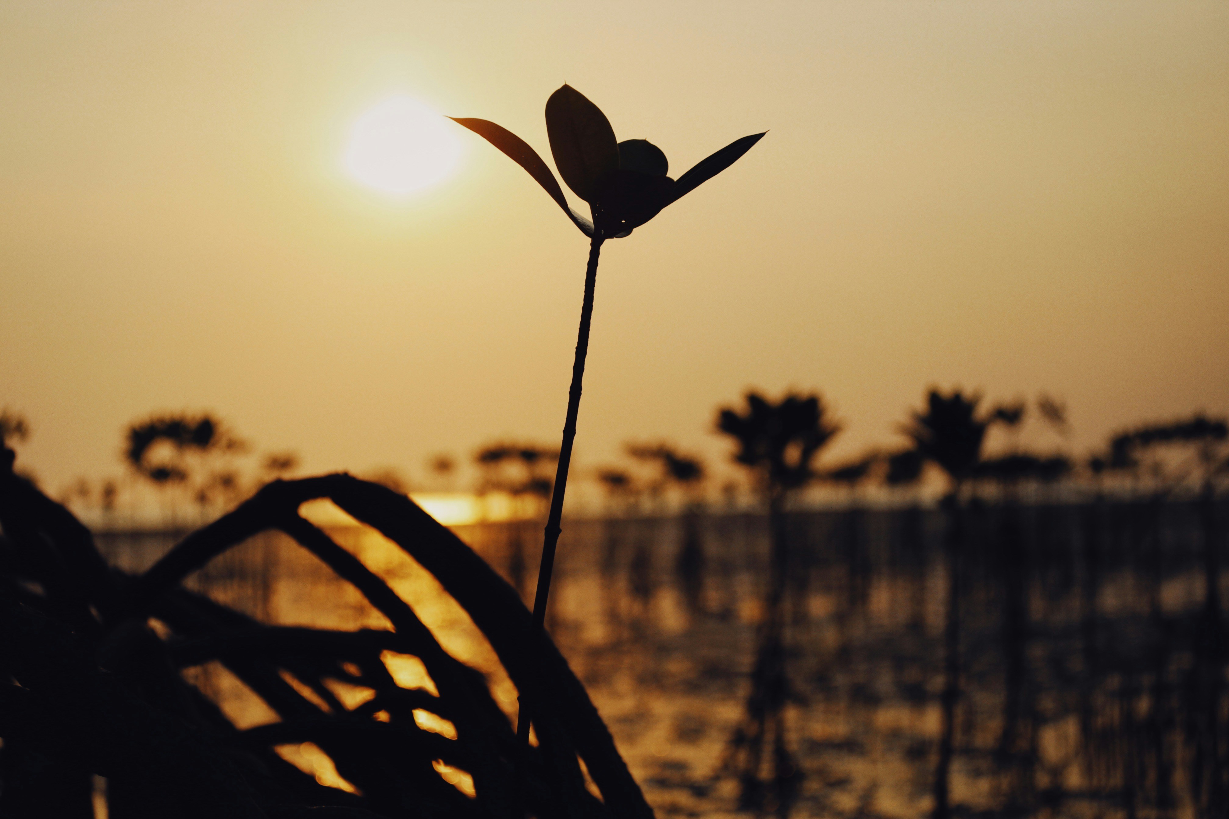 Backlit Stem: A Delicate Flower Silhouetted Against a Sunset Horizon