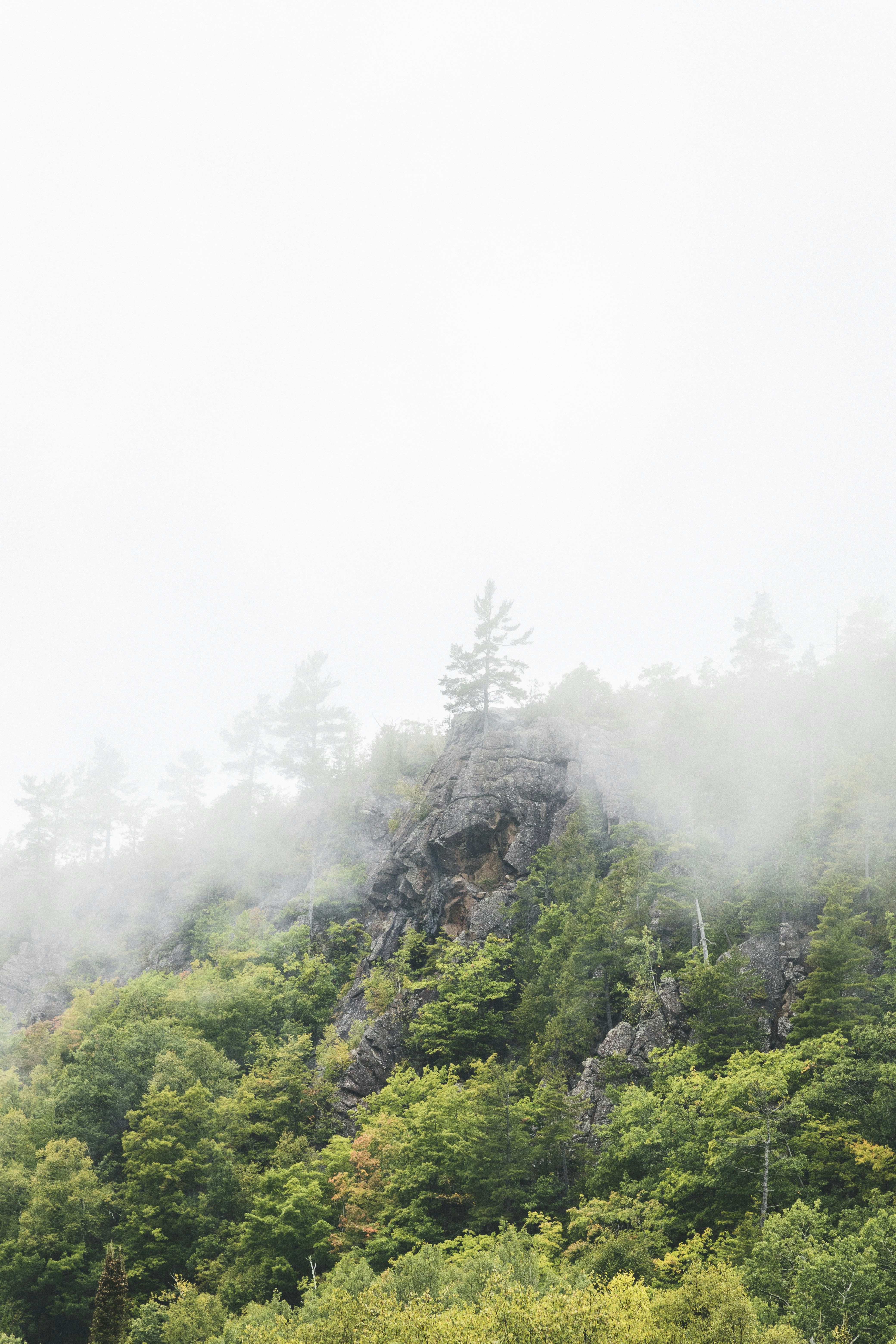 Fog enveloping a rocky hillside adorned with lush greenery and towering trees, creating an ethereal landscape.