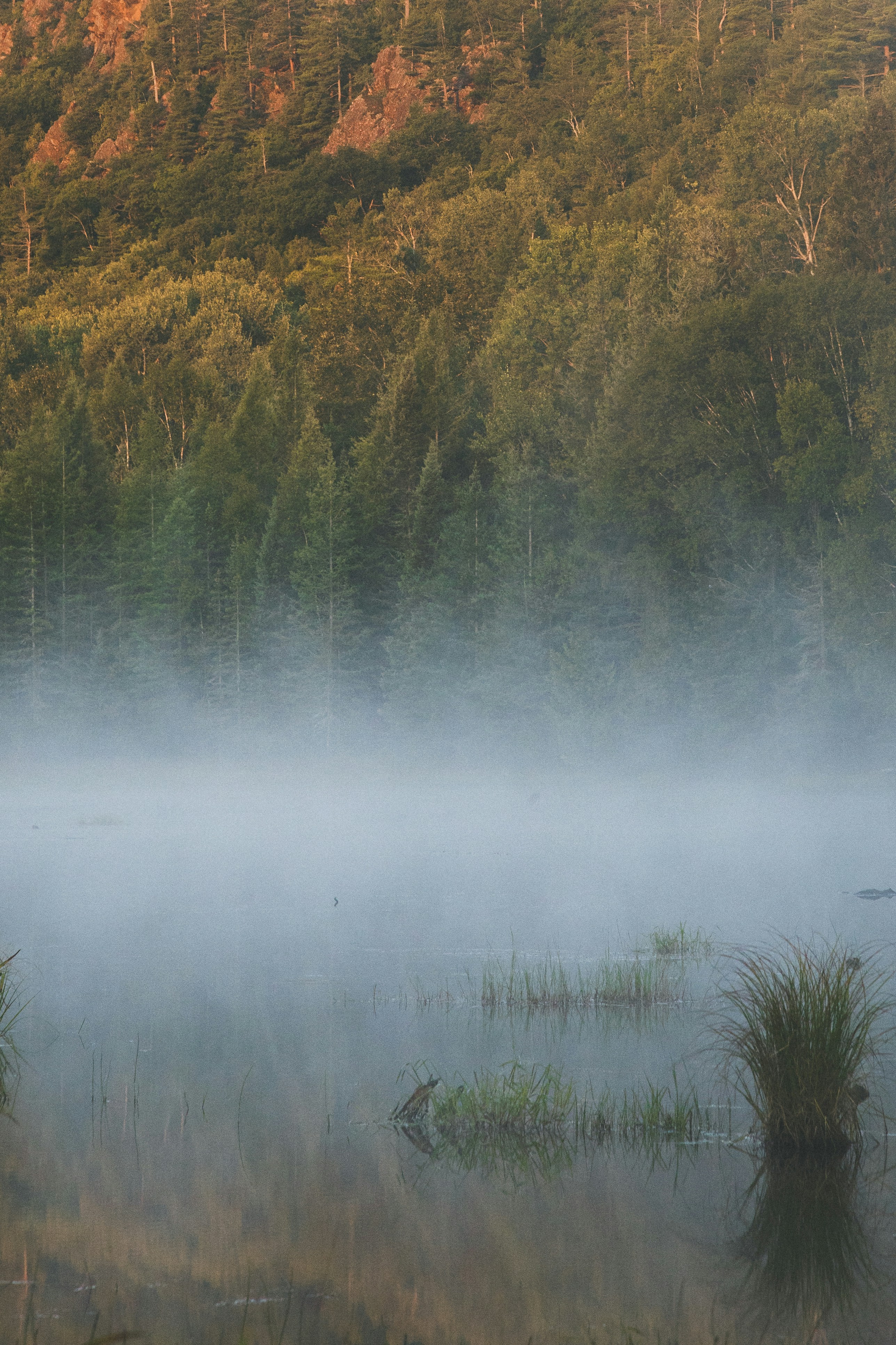 Mist Over a Birch-Lined Shore