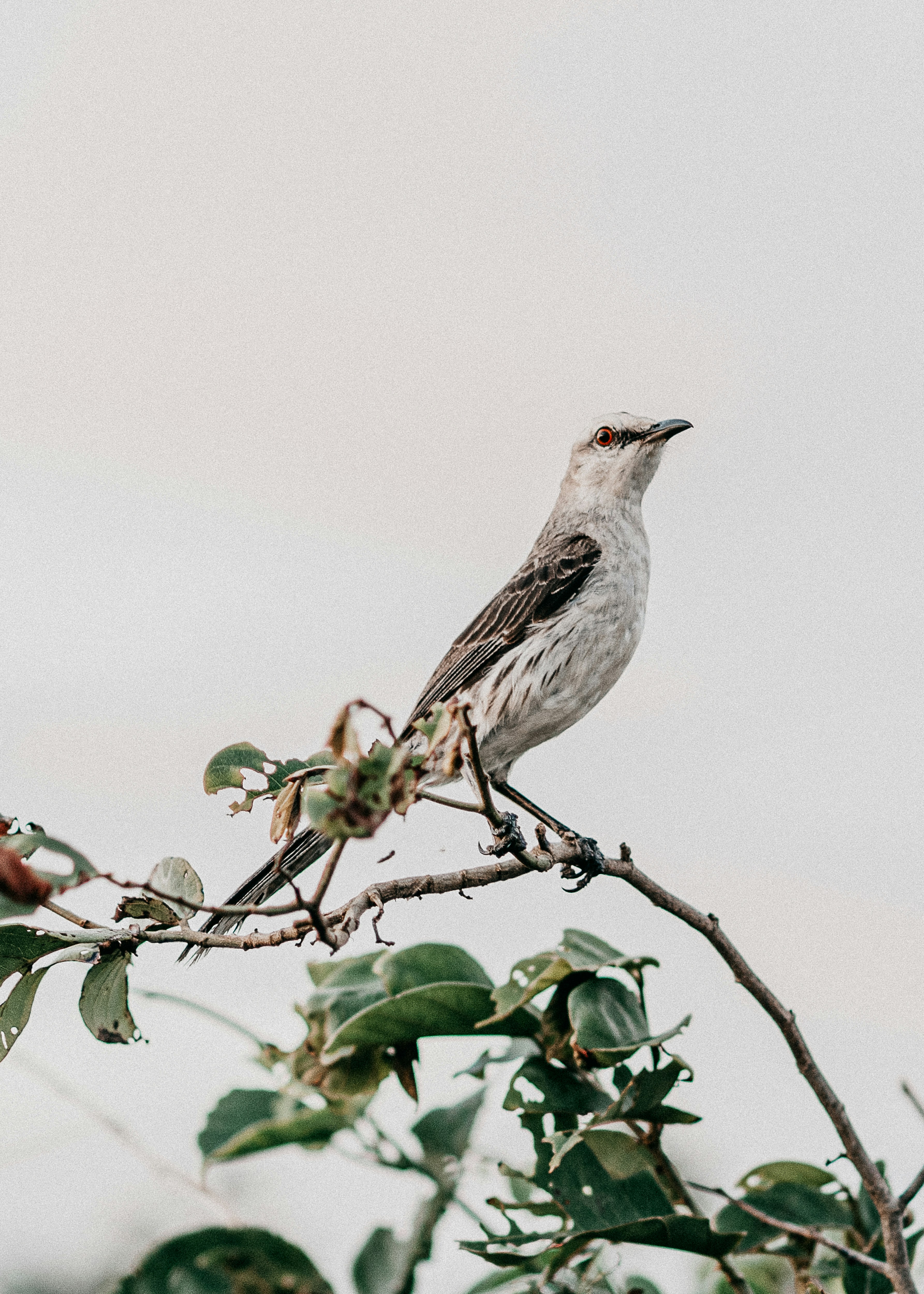 Perched Gray Songbird on a Weathered Branch Against a Pale Sky