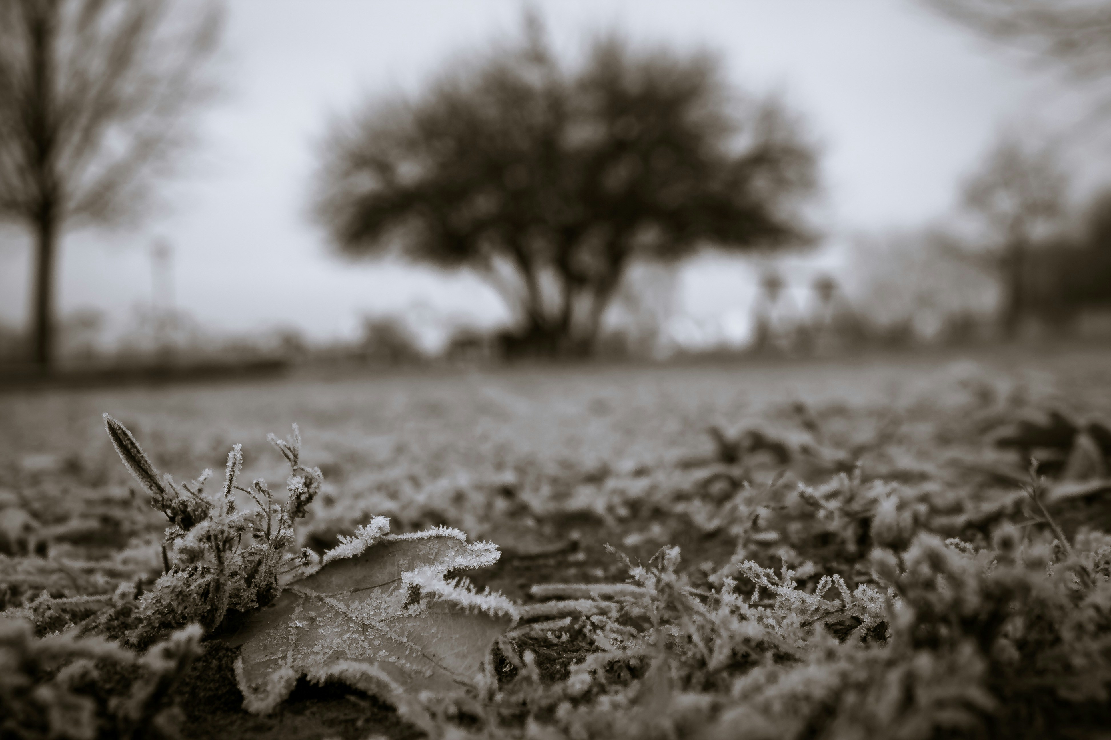 Frost-covered leaf resting on a frozen ground, with a blurred tree silhouette in the background. The monochrome tones evoke a serene winter atmosphere.