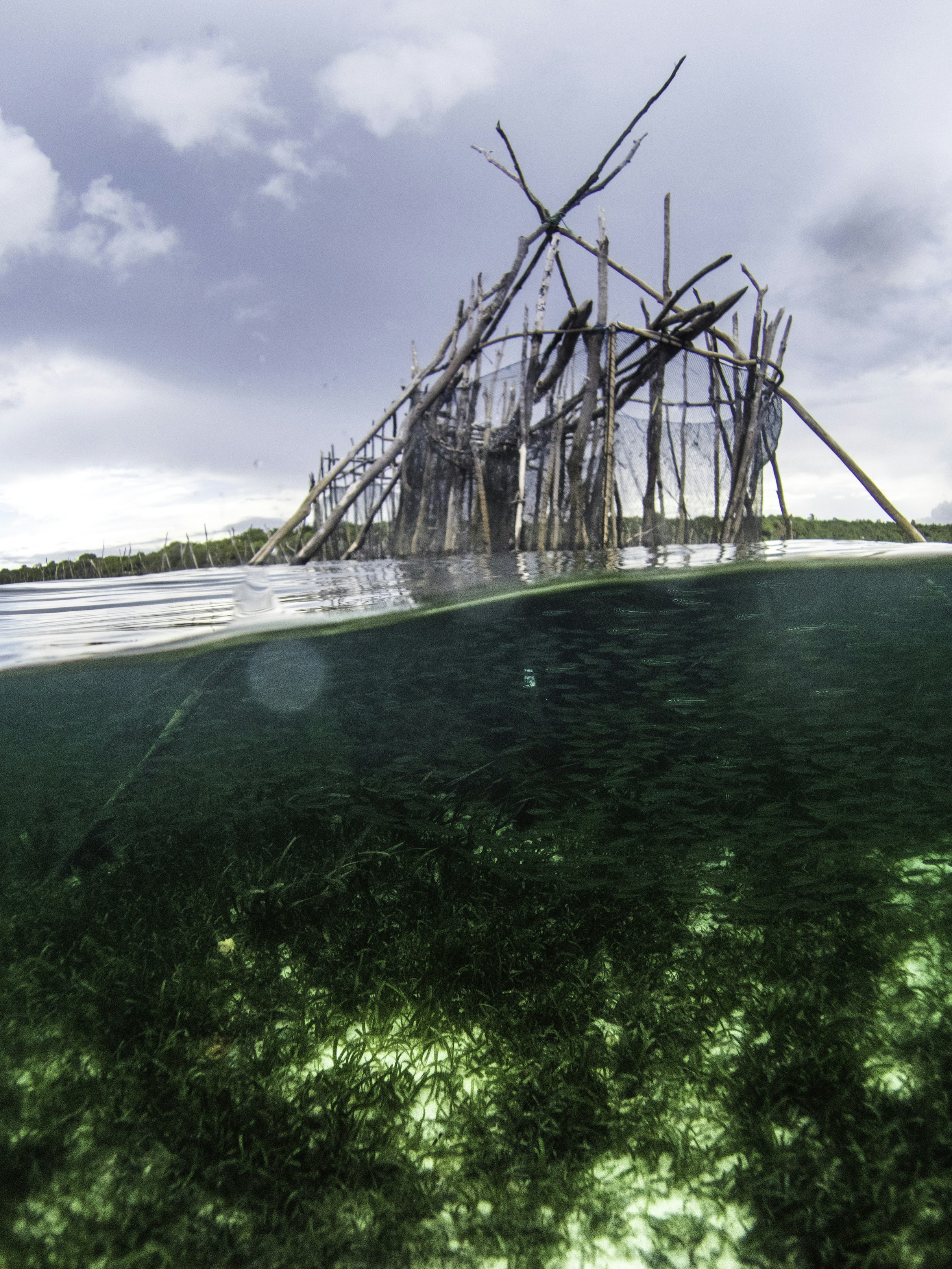 Split-view photograph showing a skeletal wooden frame above water with a shallow underwater meadow visible beneath. The image contrasts weathered timber against clear tidal water.