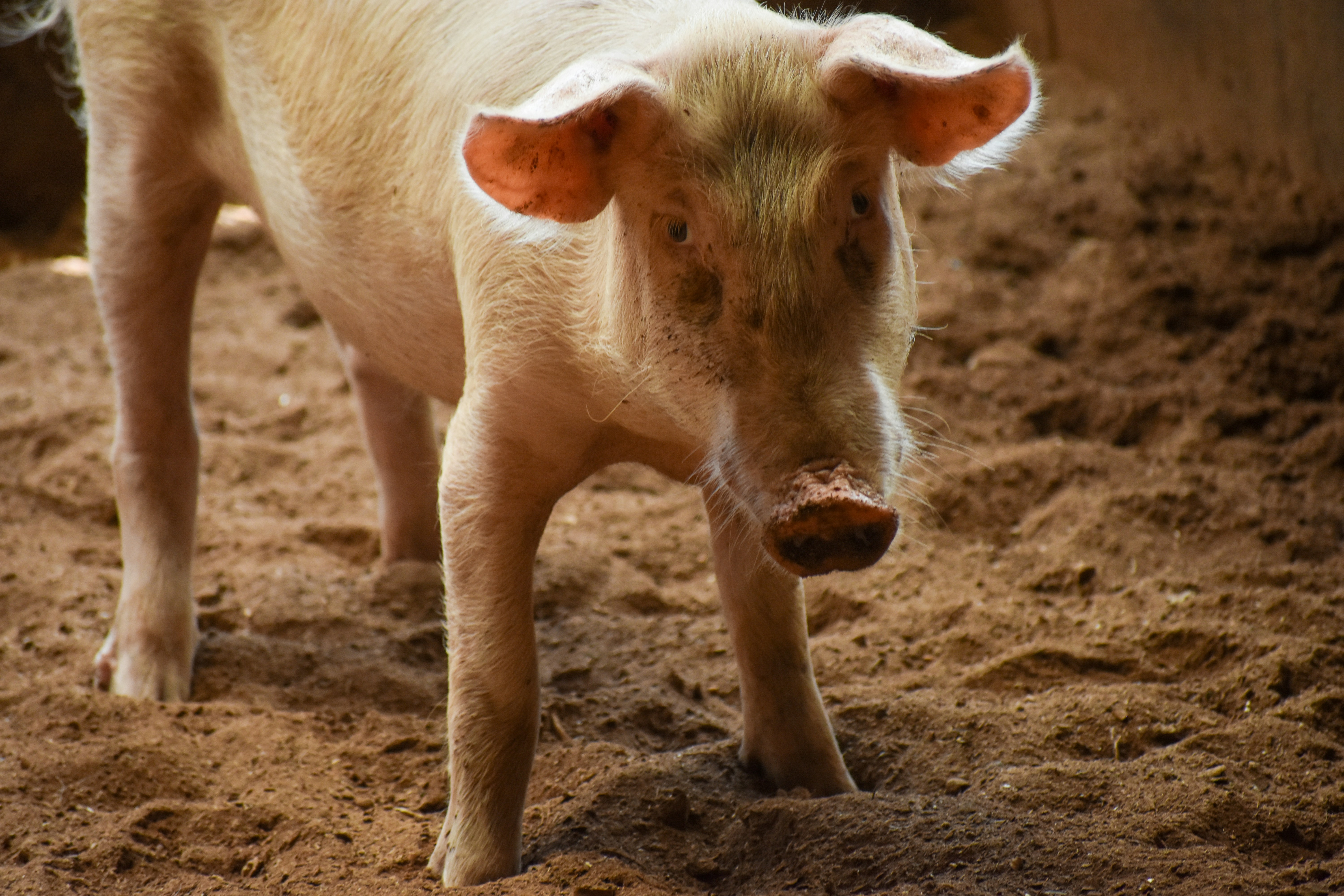 A young pig stands inquisitively in a sandy enclosure, showcasing its soft pink skin and expressive features.