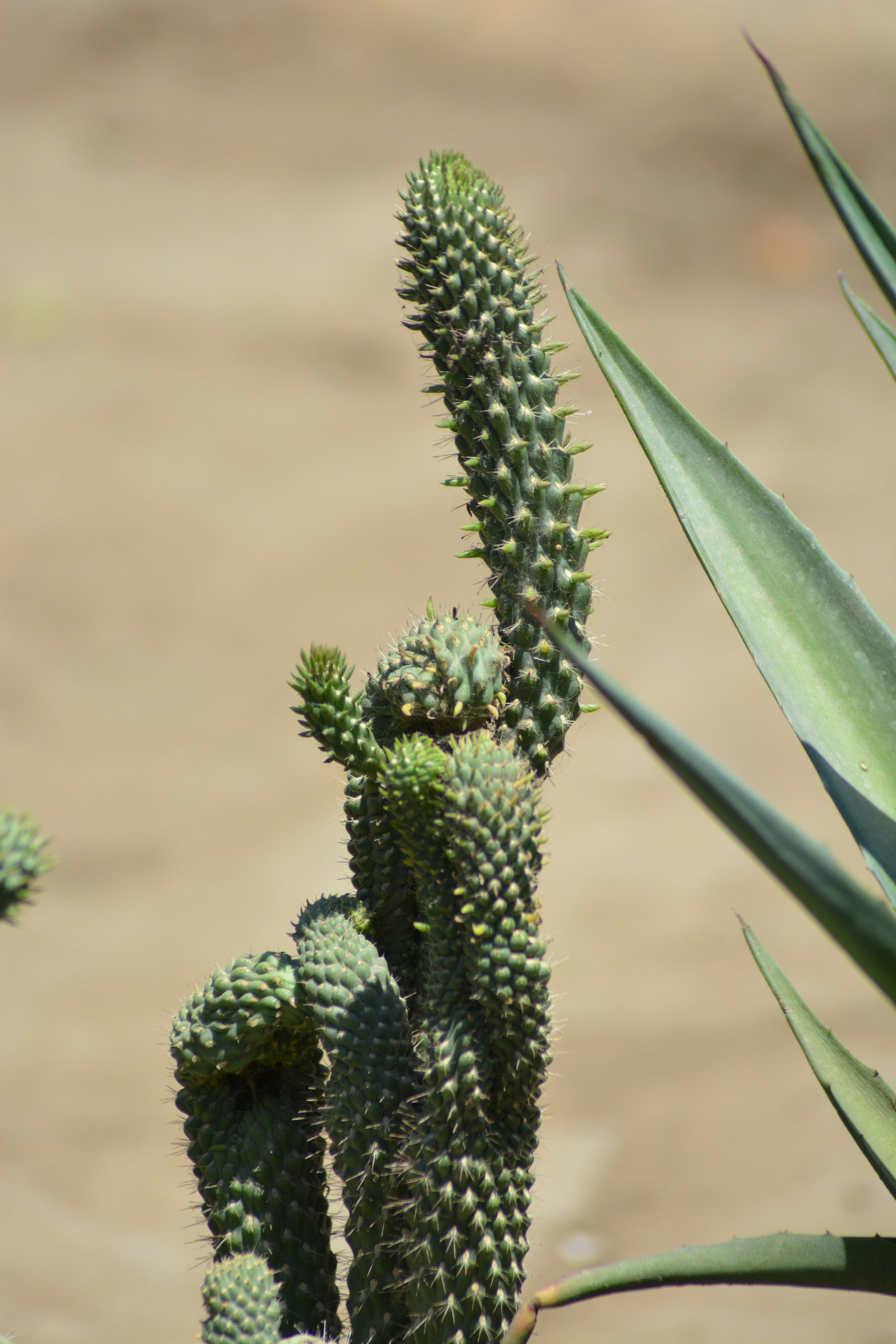 Prickly Elegance: Nature's Sculpted Spikes