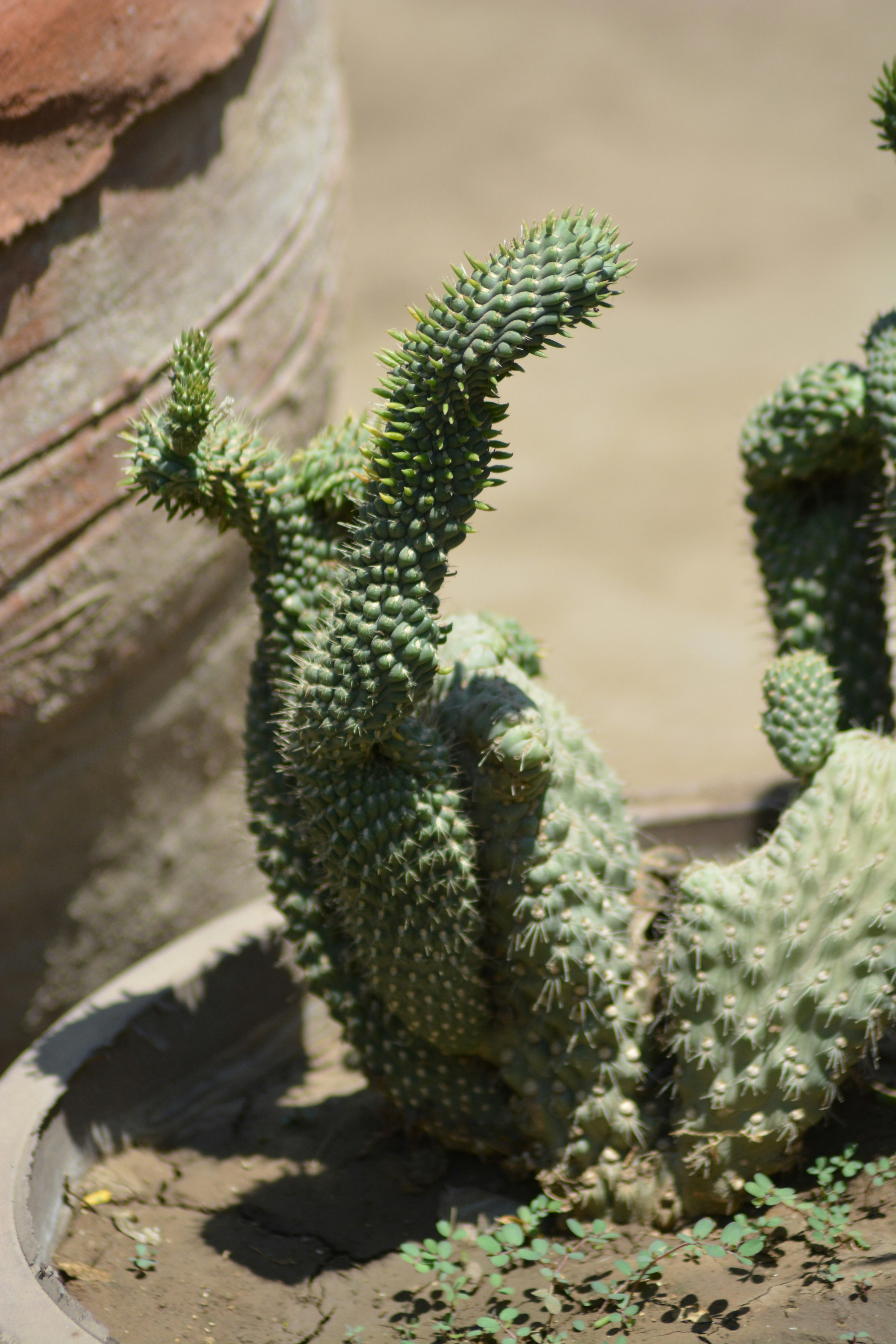 Green Spines in Sunlight: A Macro Portrait of a Cactus