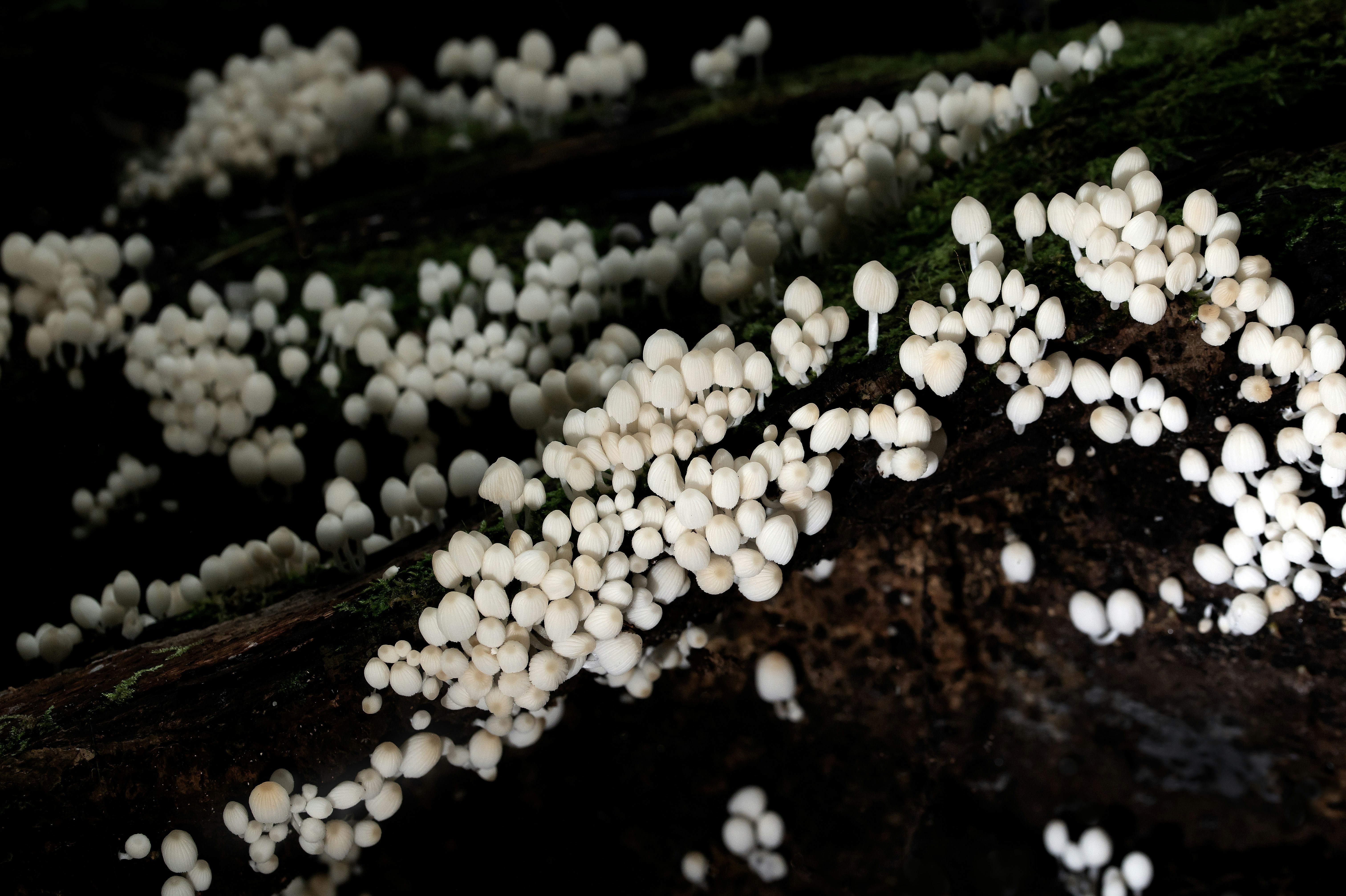 Sample photo from Nikon D780