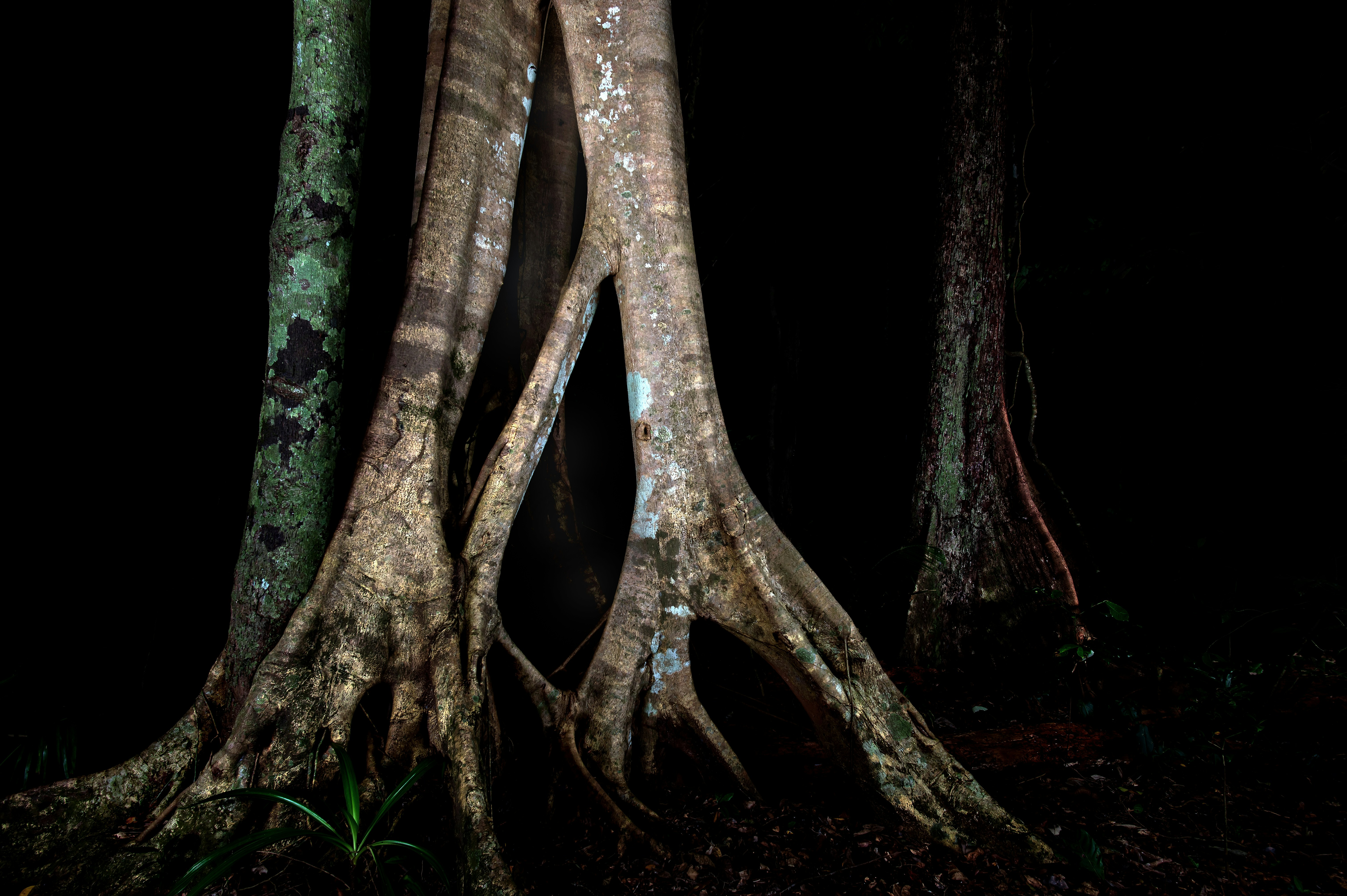 Enigmatic Forest Sculpture Illuminated
