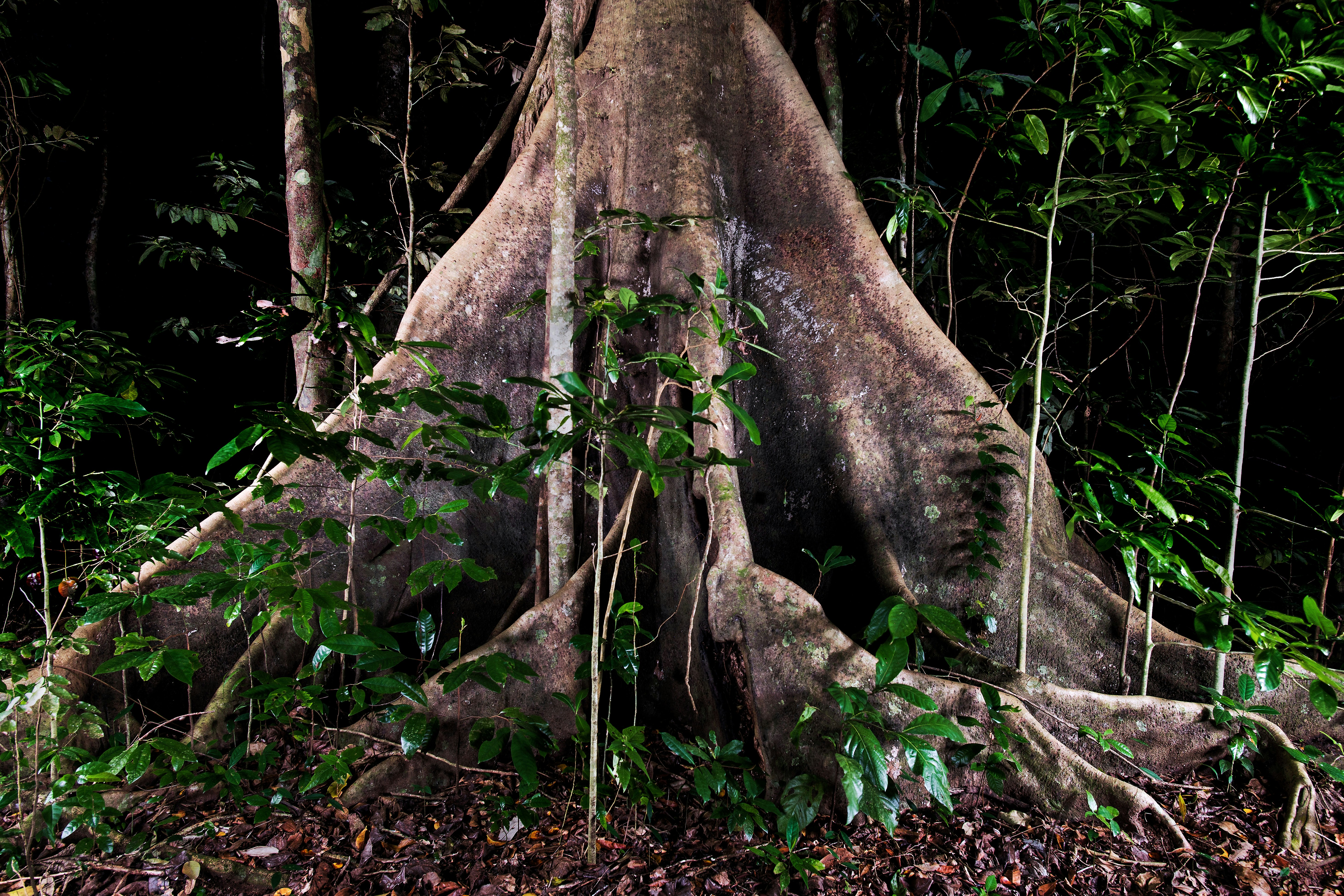 The buttress root system of a jungle tree, painted with light at night. I used two Manfrotto constant lights, rather than a torch/flashlight, (or flash), for a more diffused and natural-looking light. The tree is lit from various angles to provide a more dramatic effect than flash or a daytime photo. Photographed at Crocodylus Resort in the Daintree region of Australia.David Clode