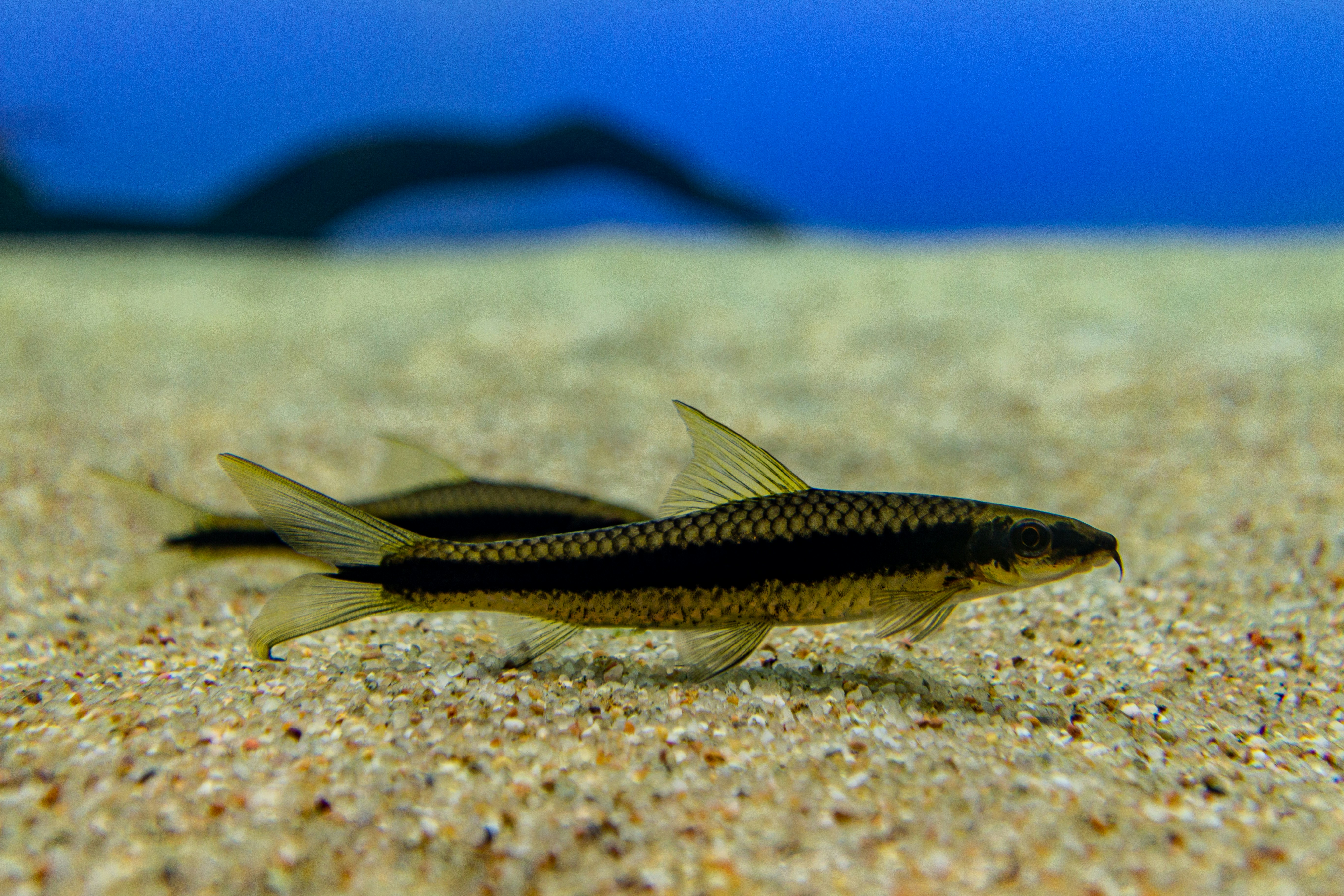 Black and silver fish on white sand during daytime photo – Free Animal ...