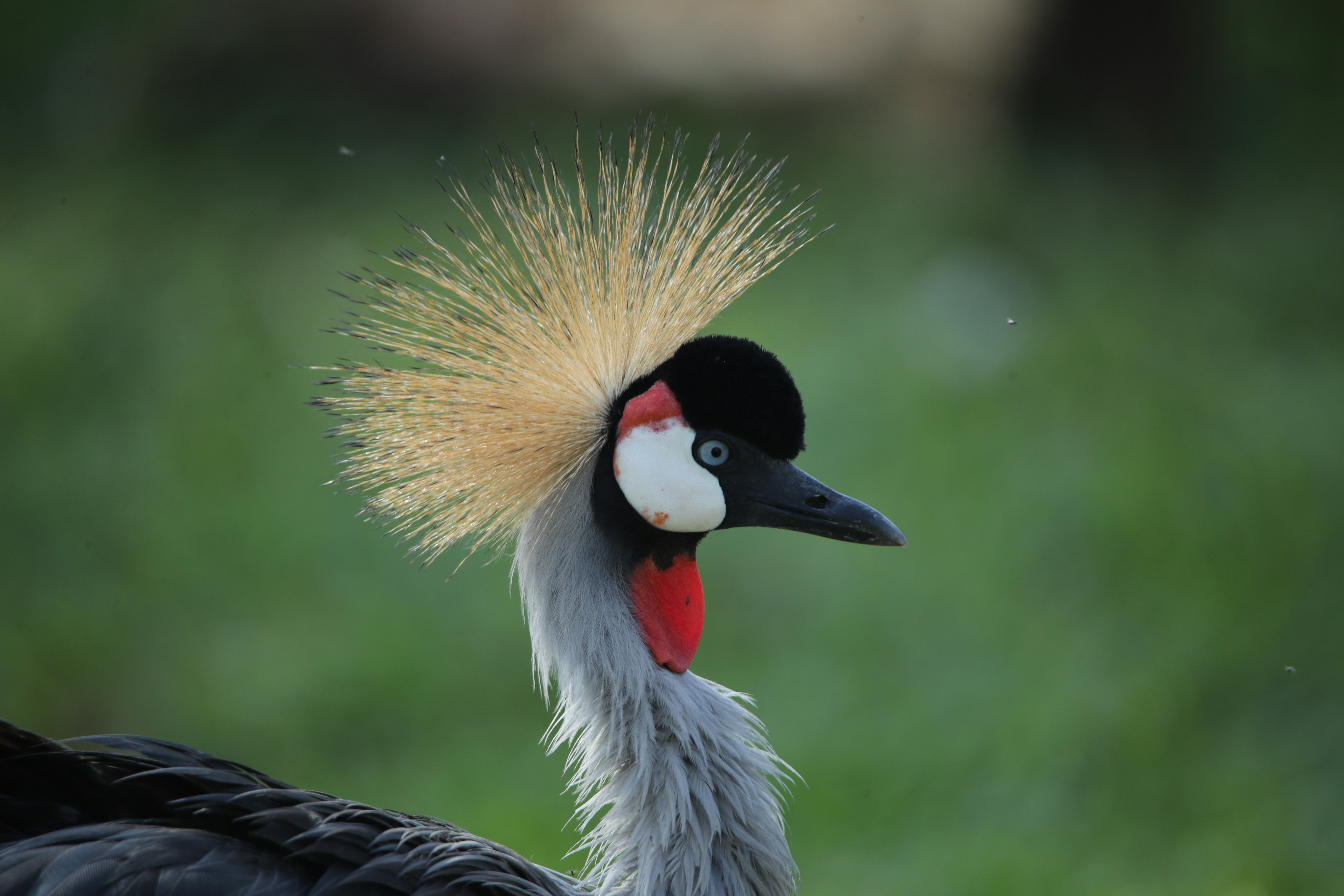 Grey crowned crane with distinctive golden plumage against a blurred green background.