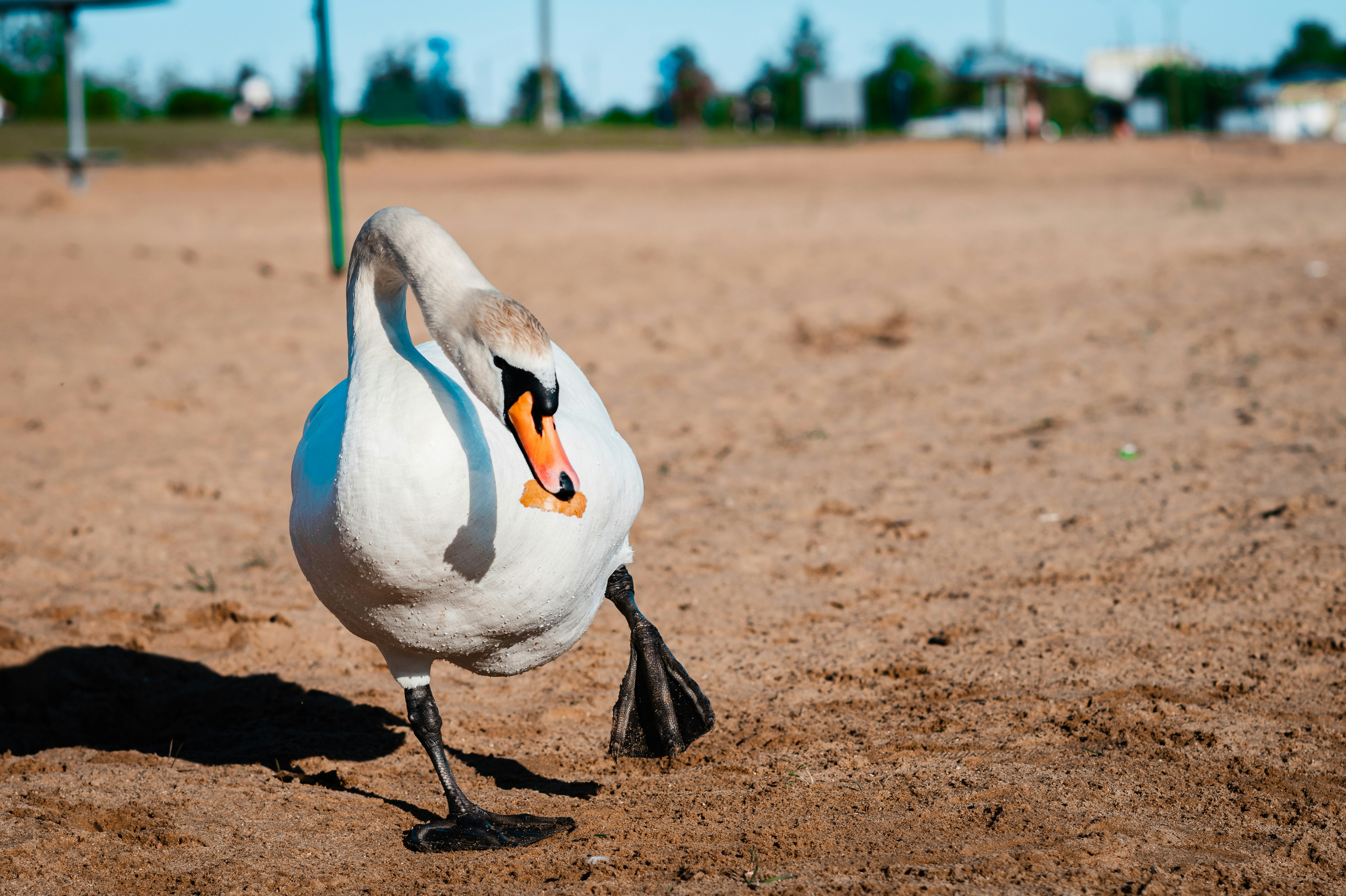 Swan Stride on Sunlit Sand