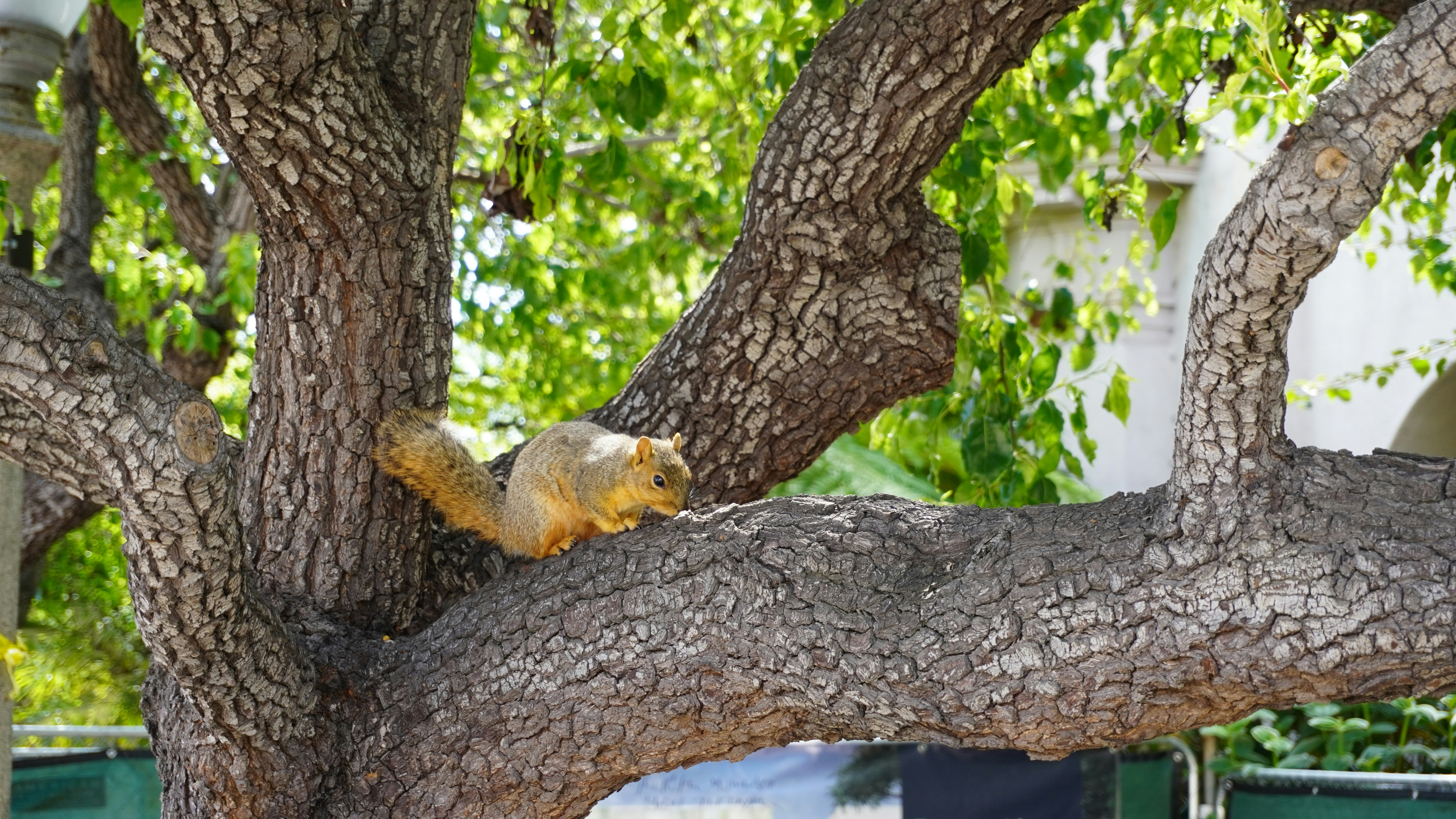 Sunlit Squirrel on a Gnarled Oak Branch