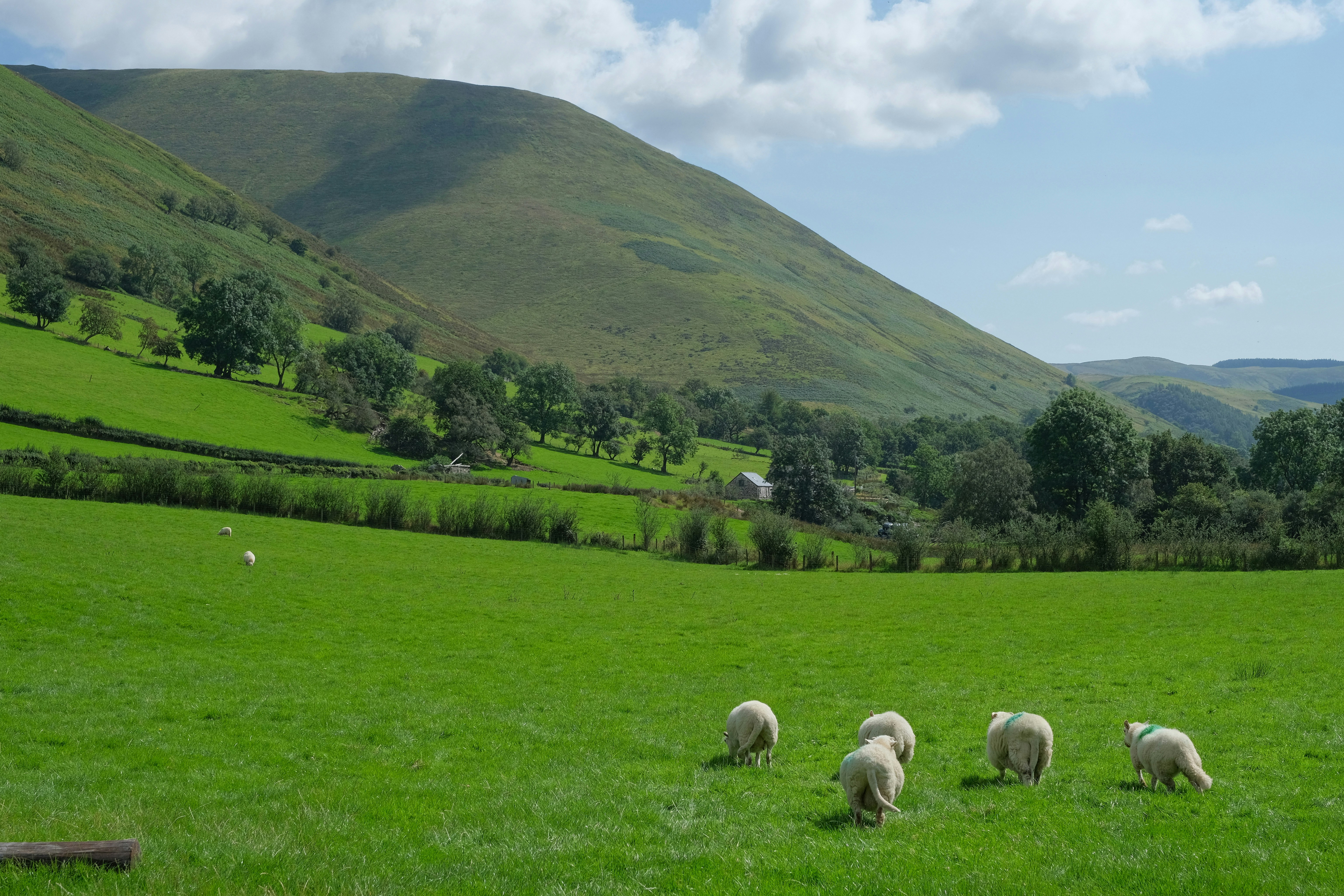 Herd of sheep on green grass field during daytime photo – Free ...